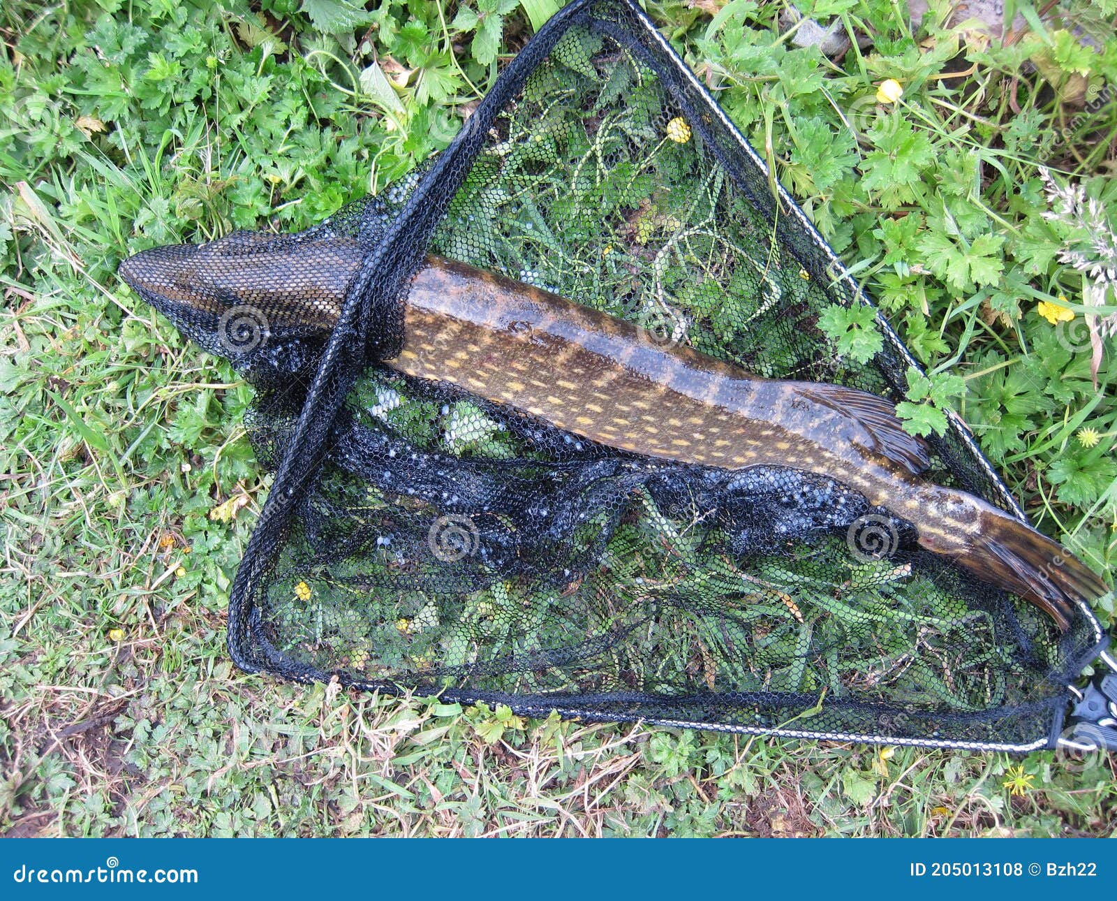 Pike in a landing net stock photo. Image of fish, predator - 205013108