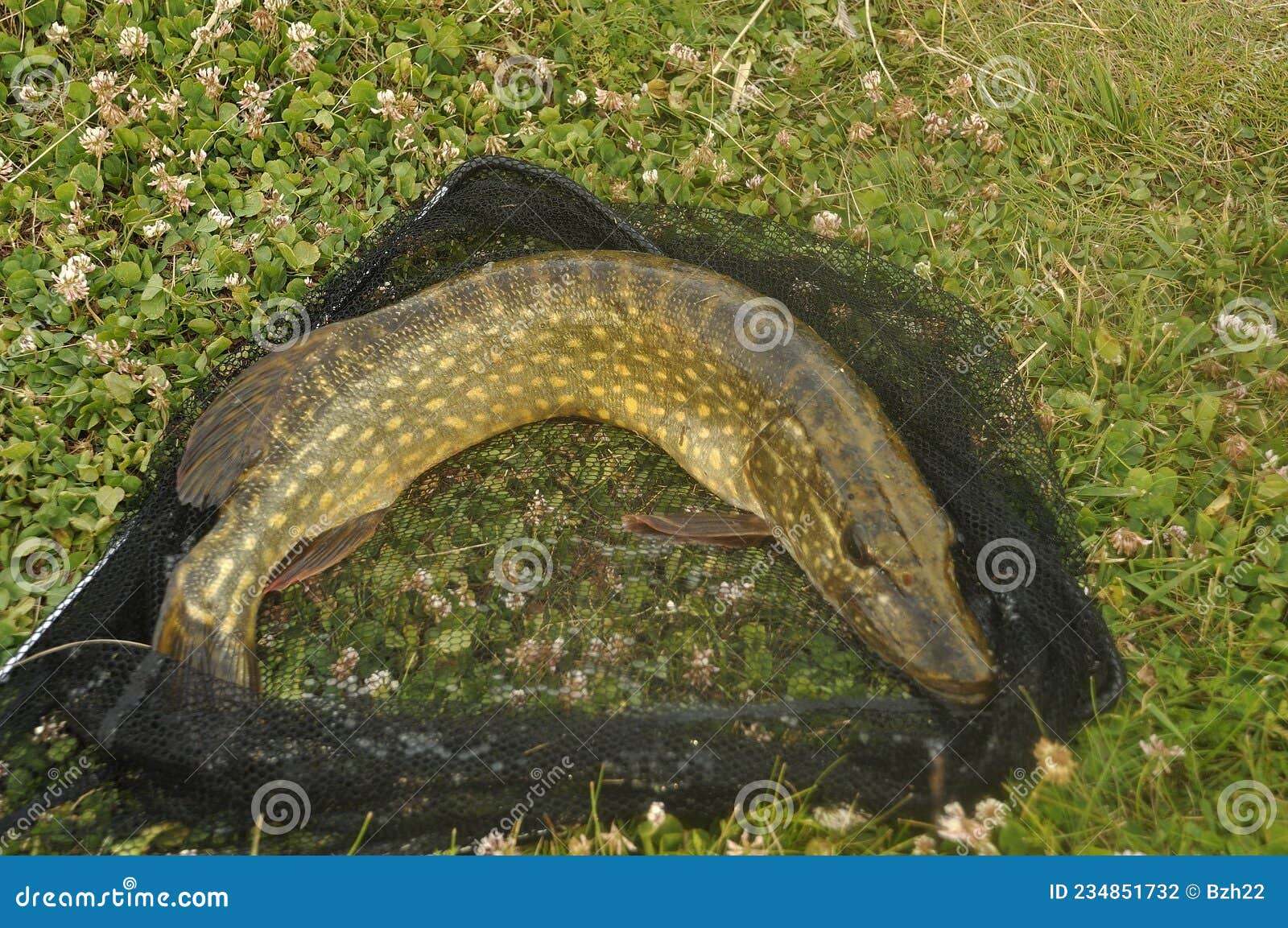 Pike in a landing net stock photo. Image of leisure - 234851732