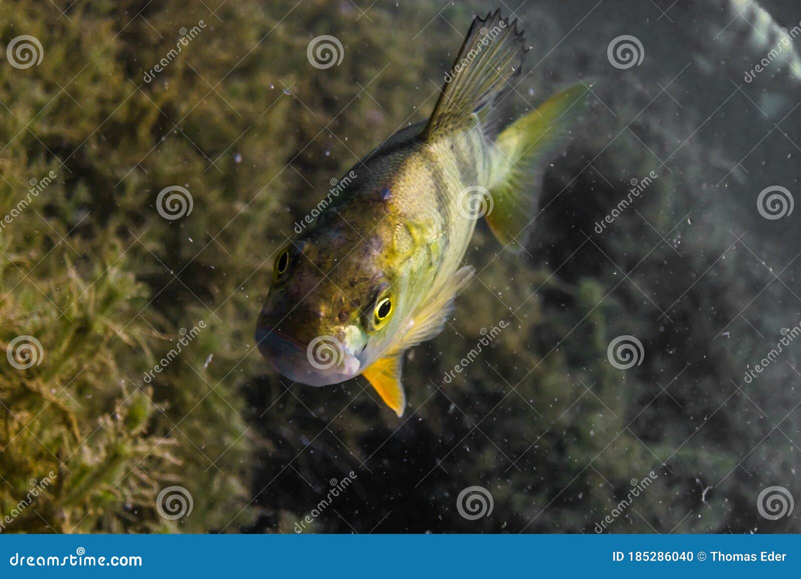 Pike Looks at the Camera in a Lake Stock Photo - Image of animal ...
