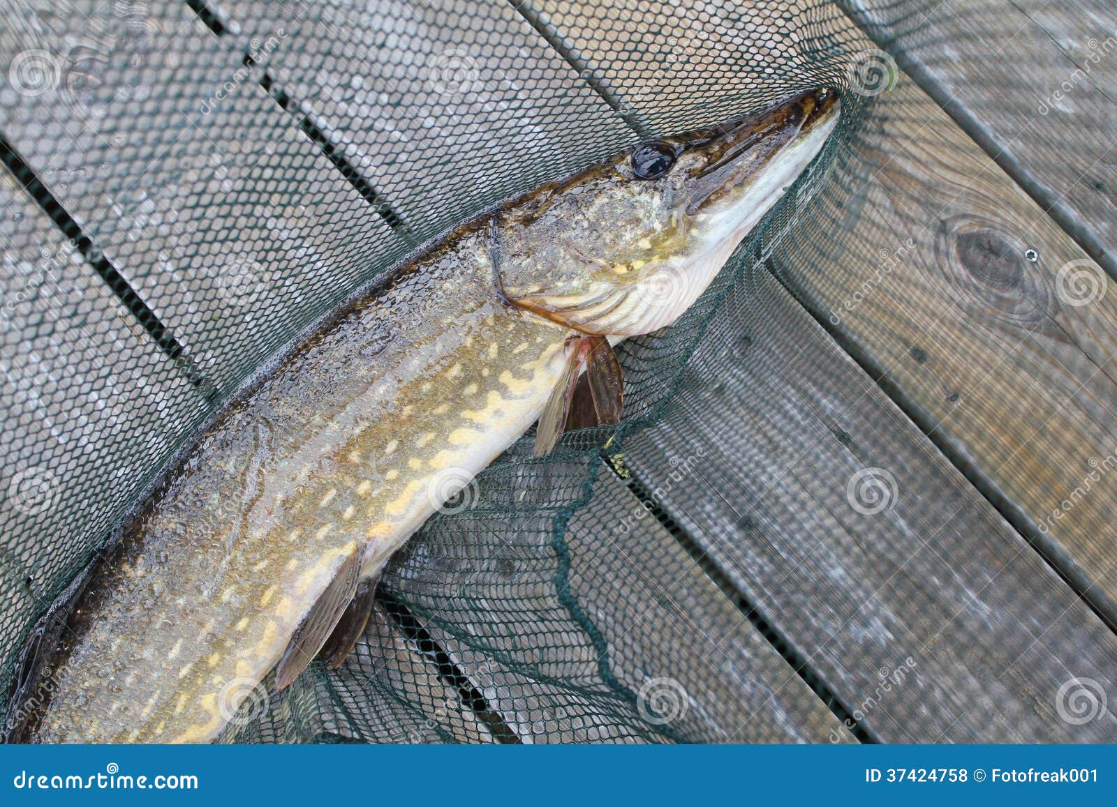 Pike in the net stock photo. Image of brown, kitchen - 37424758