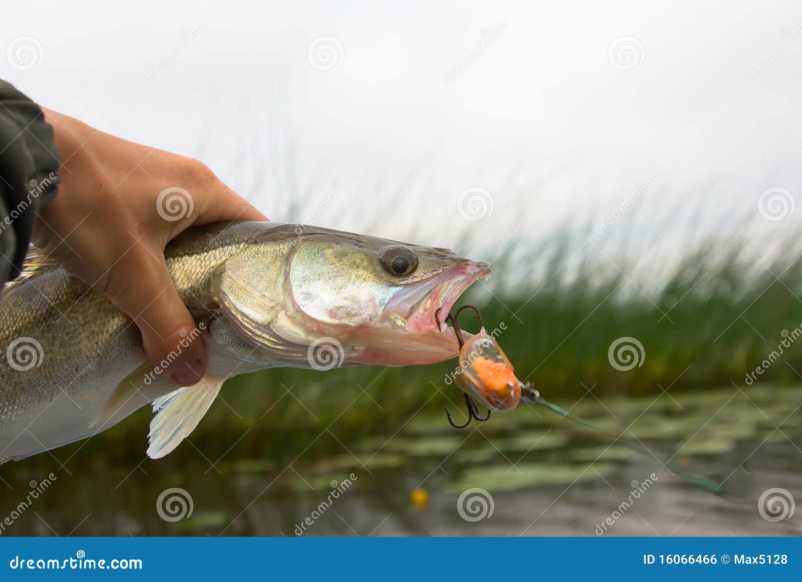 Pike-perch stock photo. Image of aquatic, wild, zander - 16066466