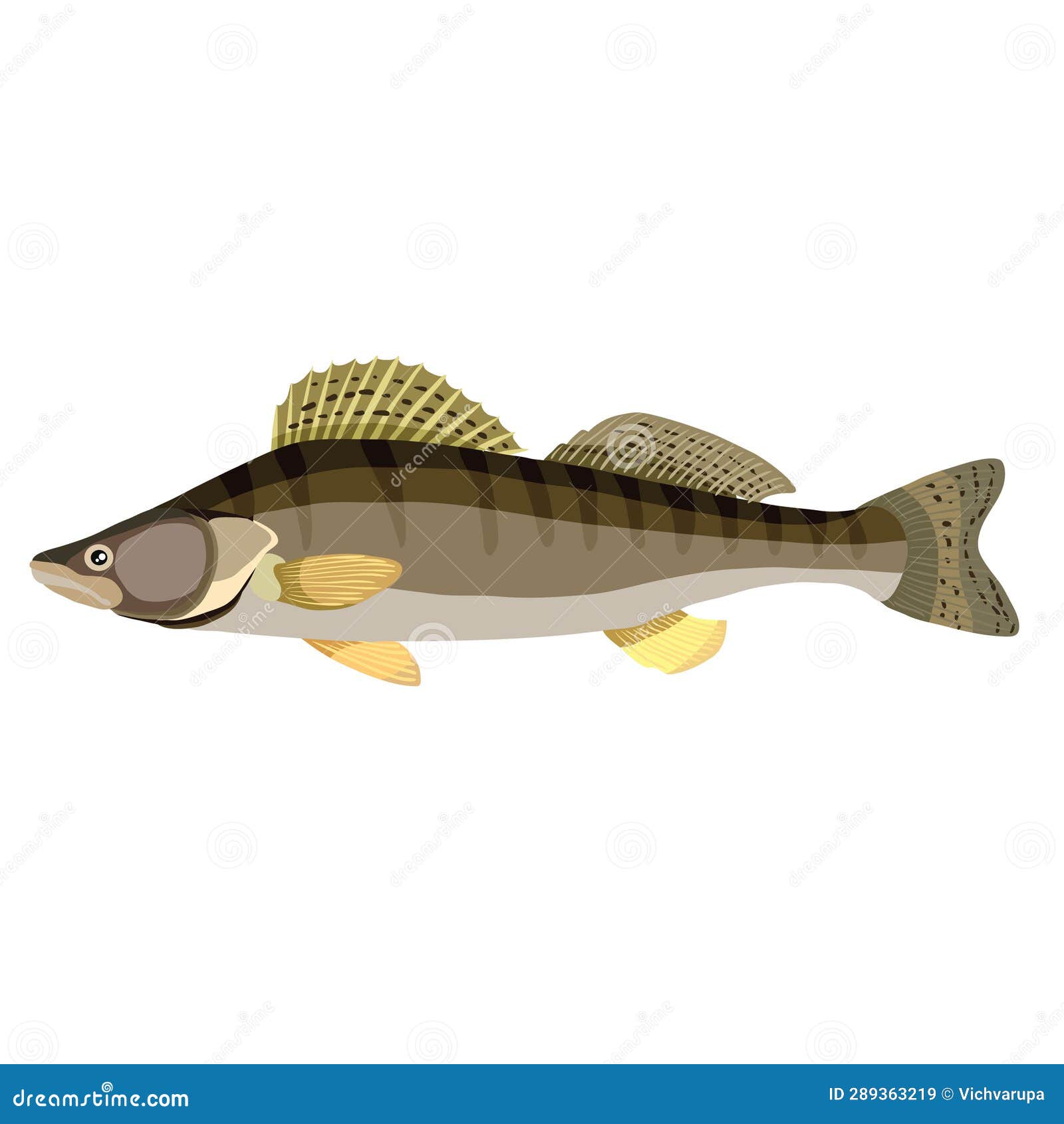 Pike Perch, Brown River Fish, Cartoon Illustration, Isolated Object on ...