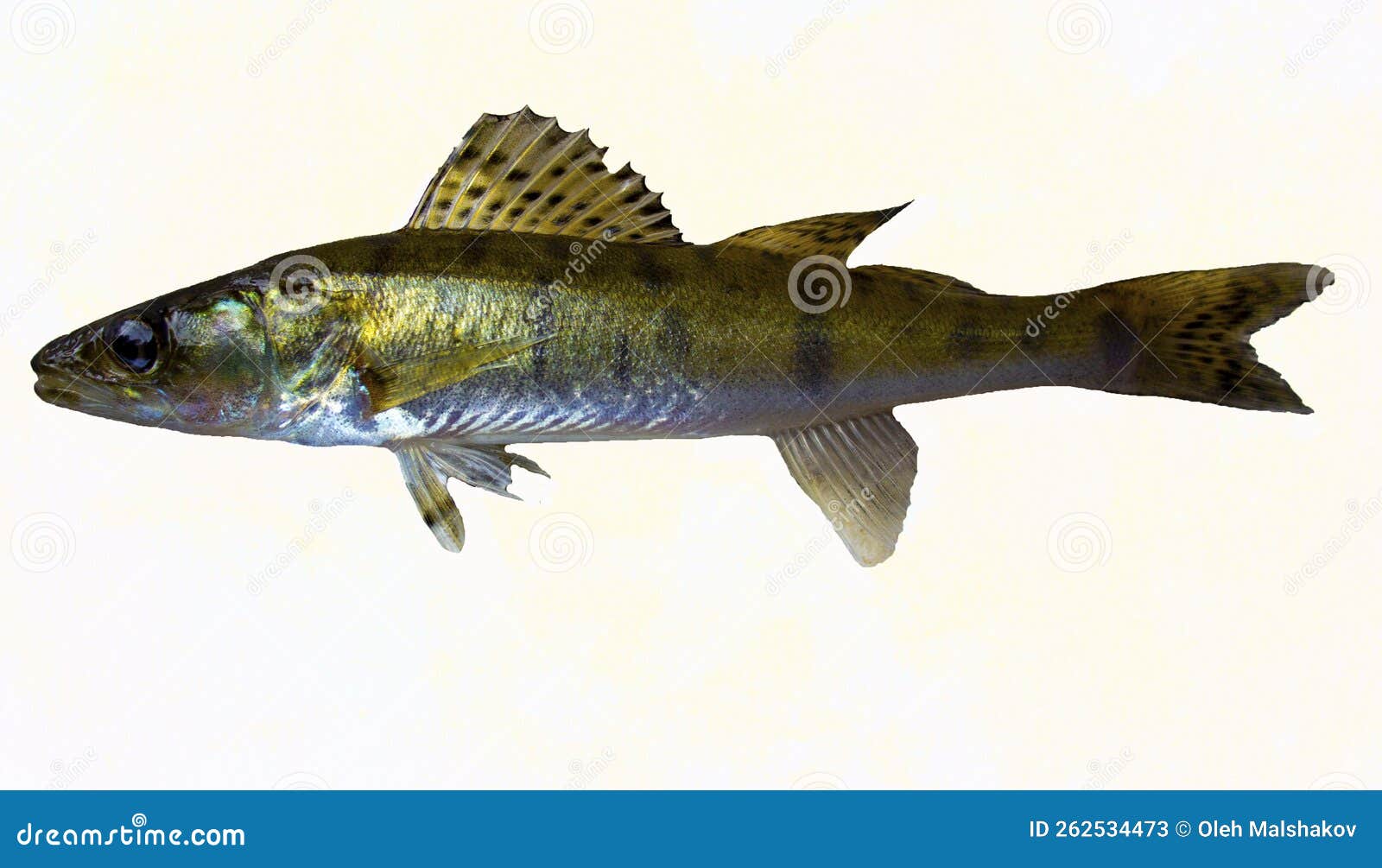 Pike Perch Fish Isolated on White Stock Image - Image of eating, river ...