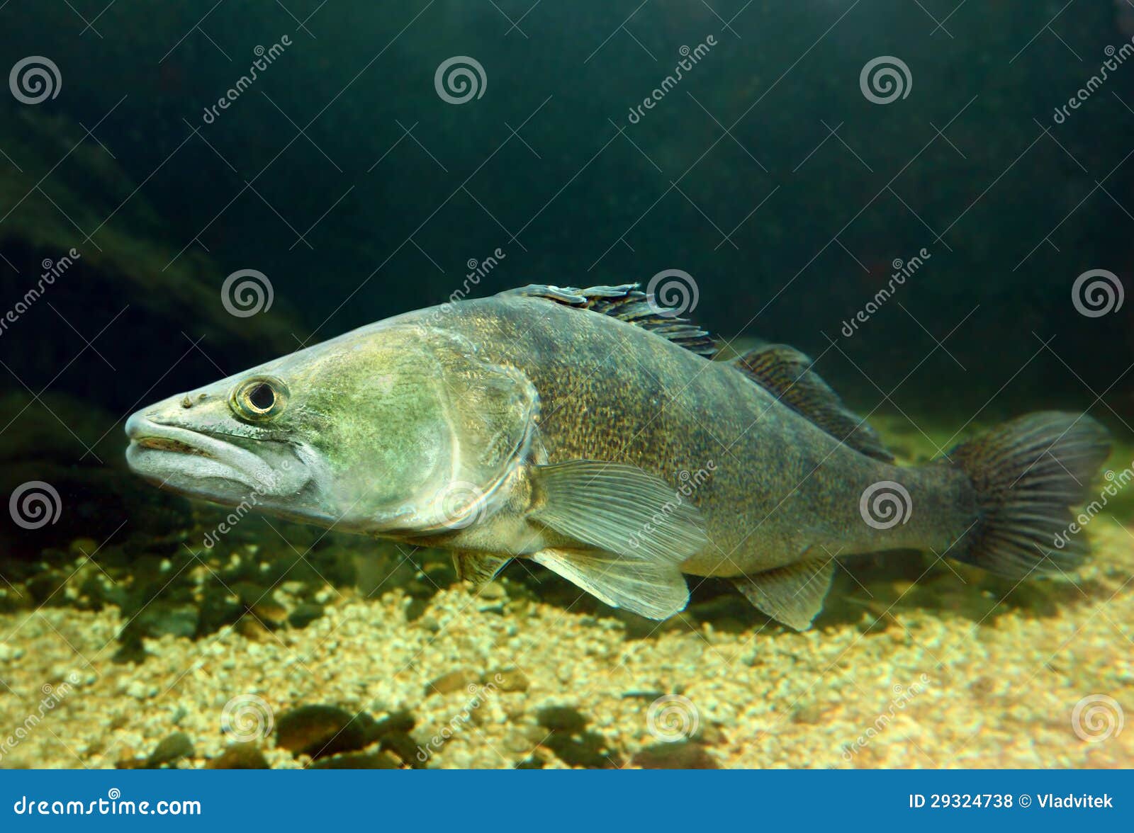 The Pike Perch (Sander Lucioperca). Stock Photo - Image of lake ...