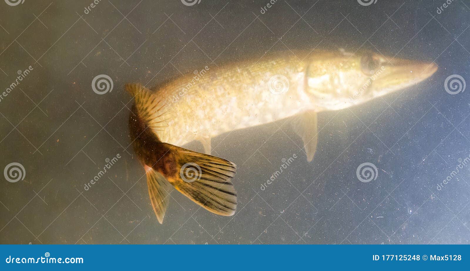 Pike in the Pond with Reduced Transparency Stock Photo - Image of ...