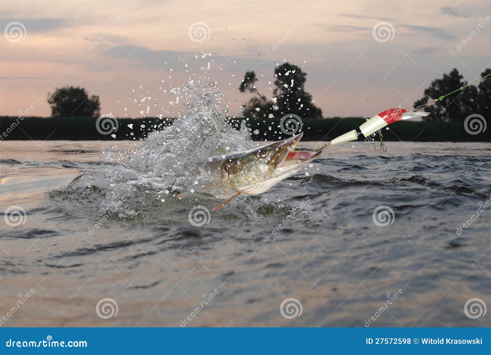 Pike in river stock photo. Image of lake, heavy, lure - 27572598