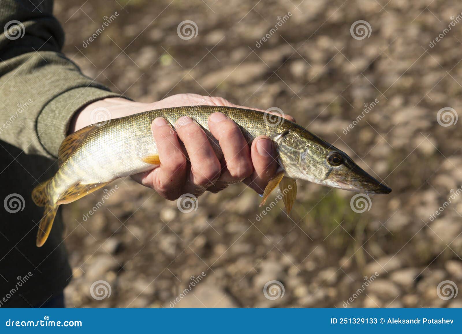 Pike River.a Fish Catch in a Man`s Hand Stock Image - Image of release ...