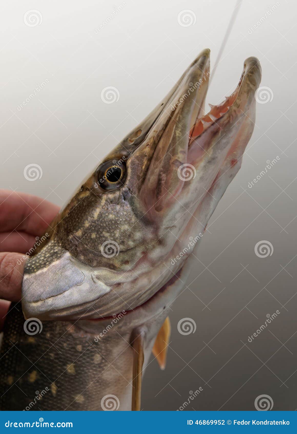 Pike s head, close-up stock photo. Image of striped, open - 46869952