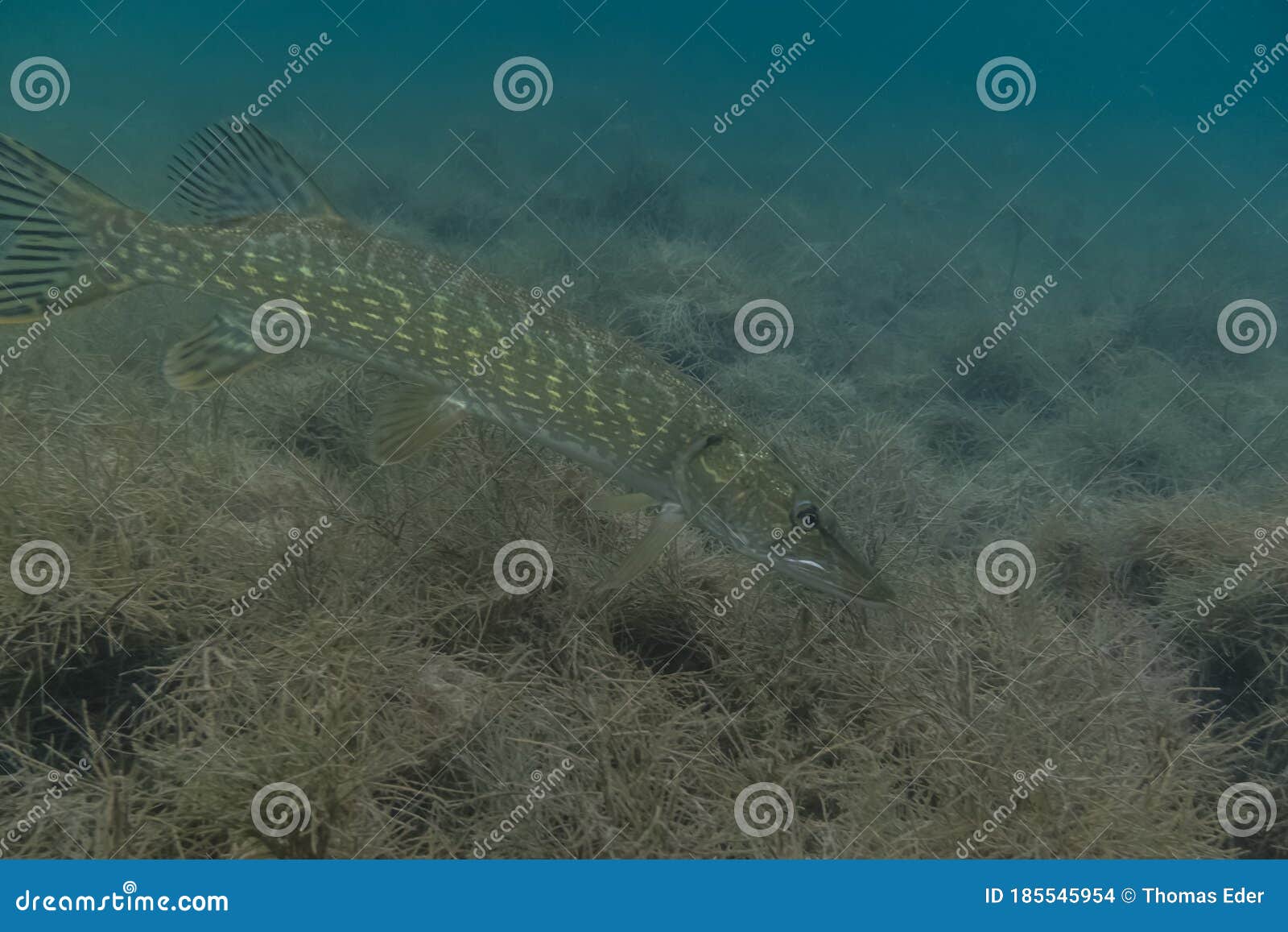 Pike Side View in a Lake while Diving Stock Photo - Image of animal ...