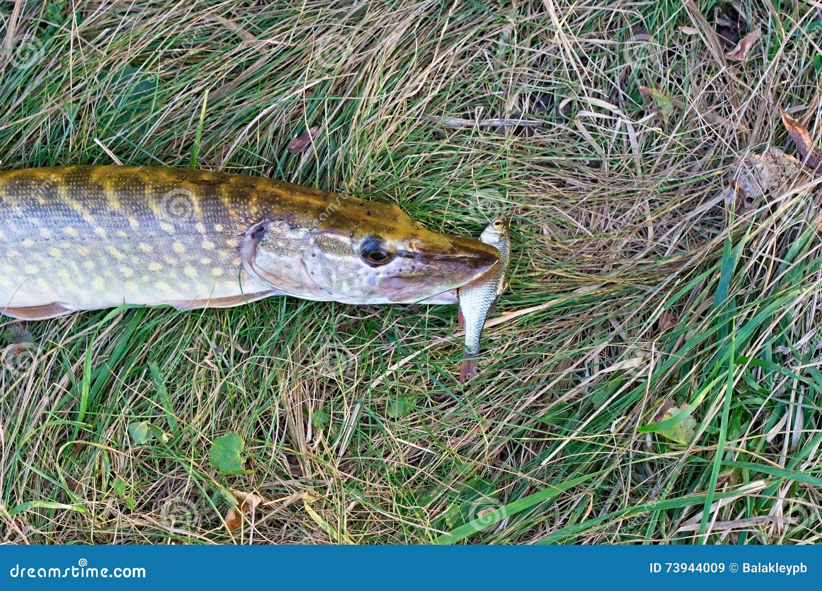 Pike And Small Fish Royalty-Free Stock Photo | CartoonDealer.com #73944009