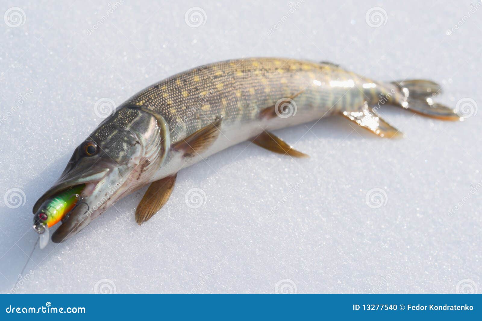 Pike on snow stock photo. Image of winter, cold, snow - 13277540