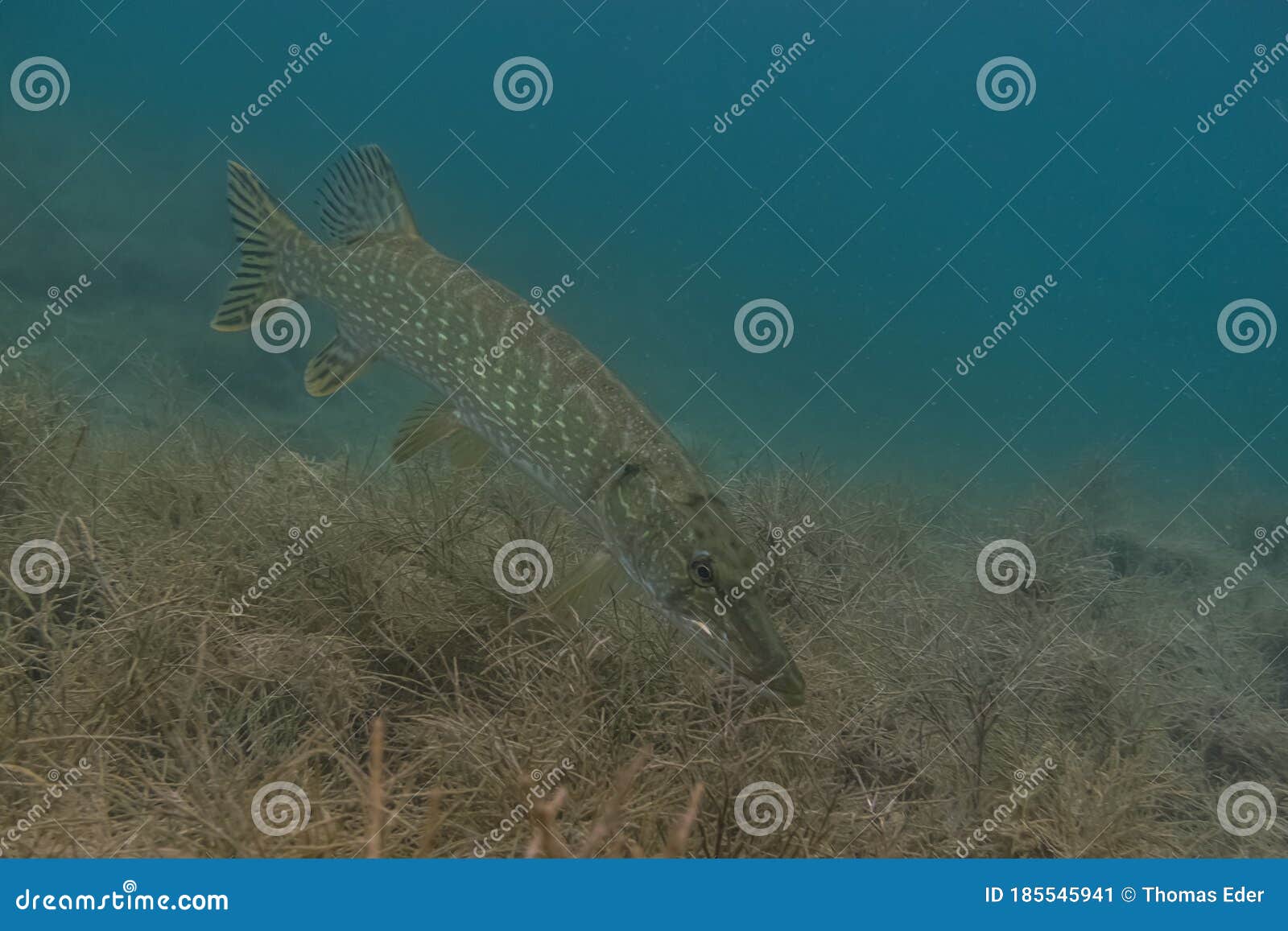 Pike Swims at the Bottom of a Lake while Diving Stock Image - Image of ...