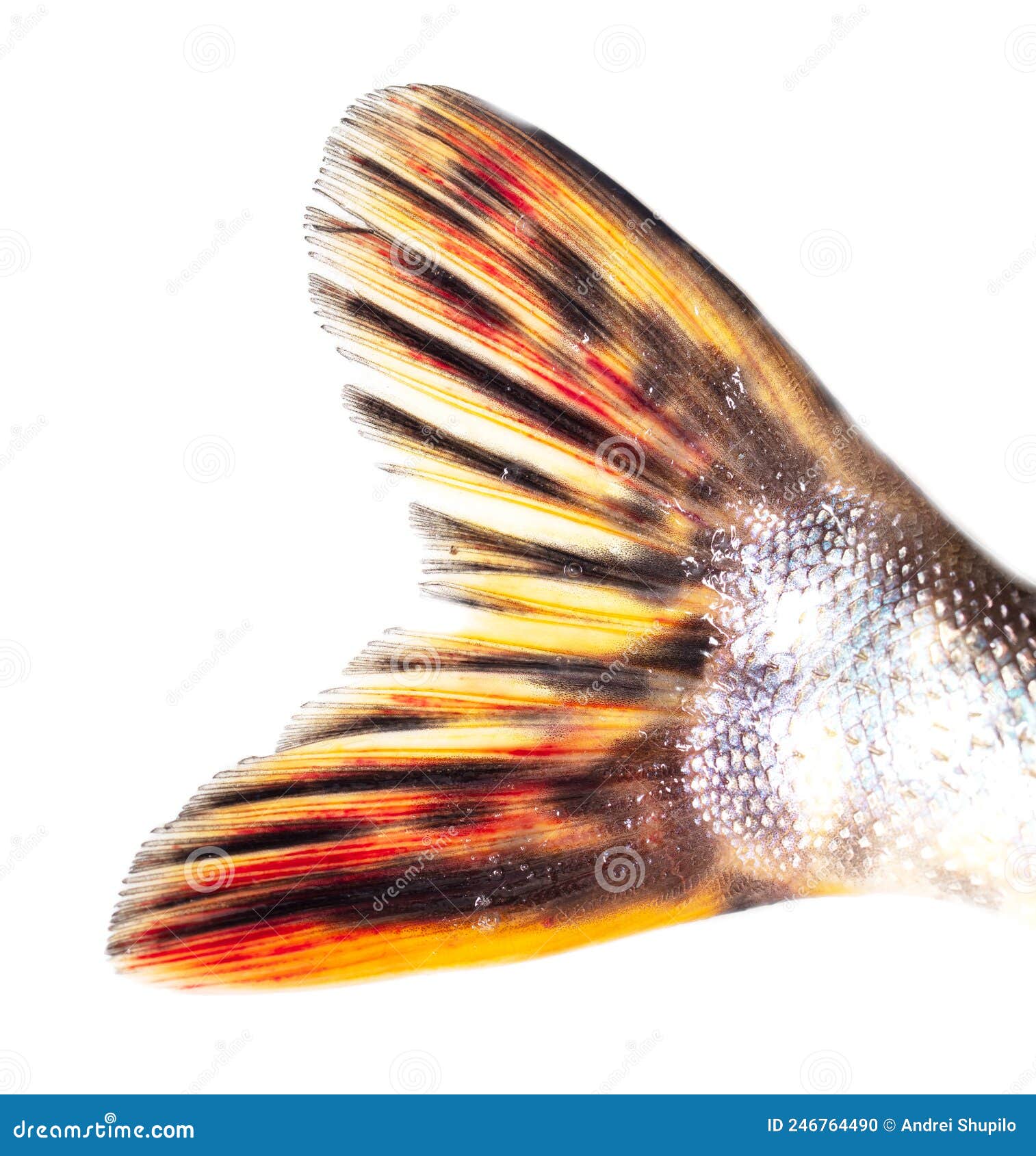 Pike Tail Isolated on White Background. Stock Photo - Image of water ...