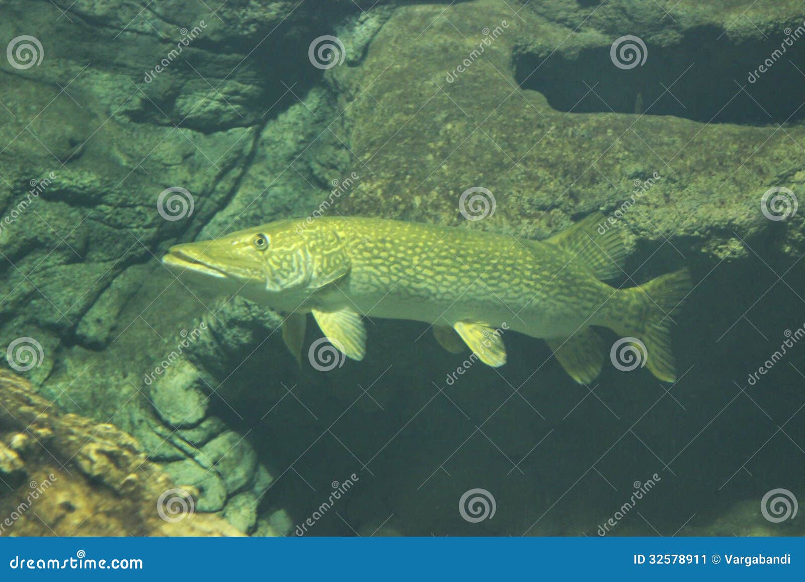 Pike stock image. Image of carp, closeup, fresh, depth - 32578911