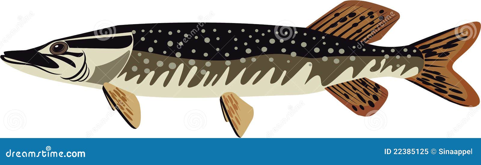 Pike vector illustration stock vector. Illustration of white - 22385125