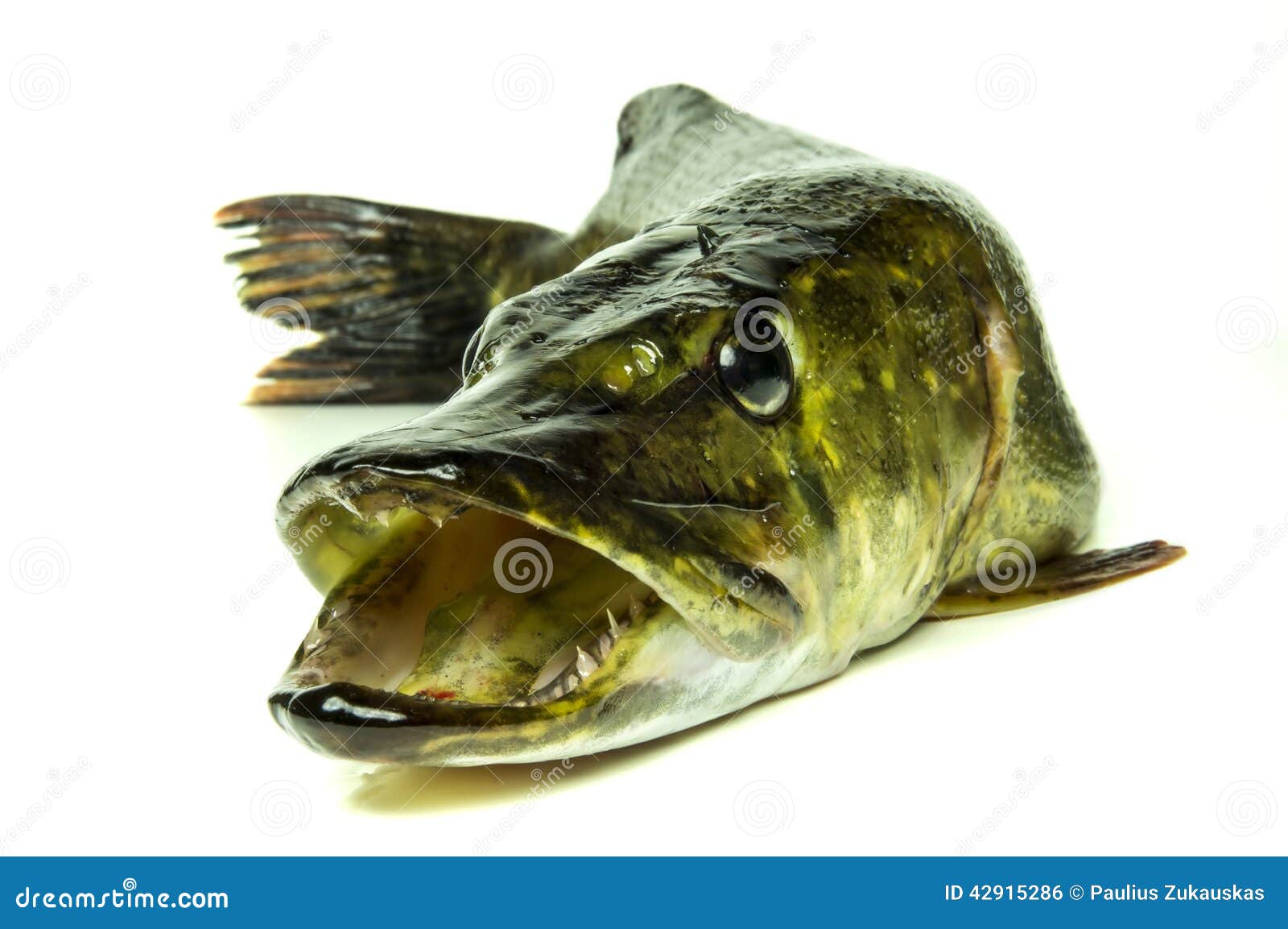 Pike 2 stock photo. Image of teeth, jaws, pike, predator - 42915286