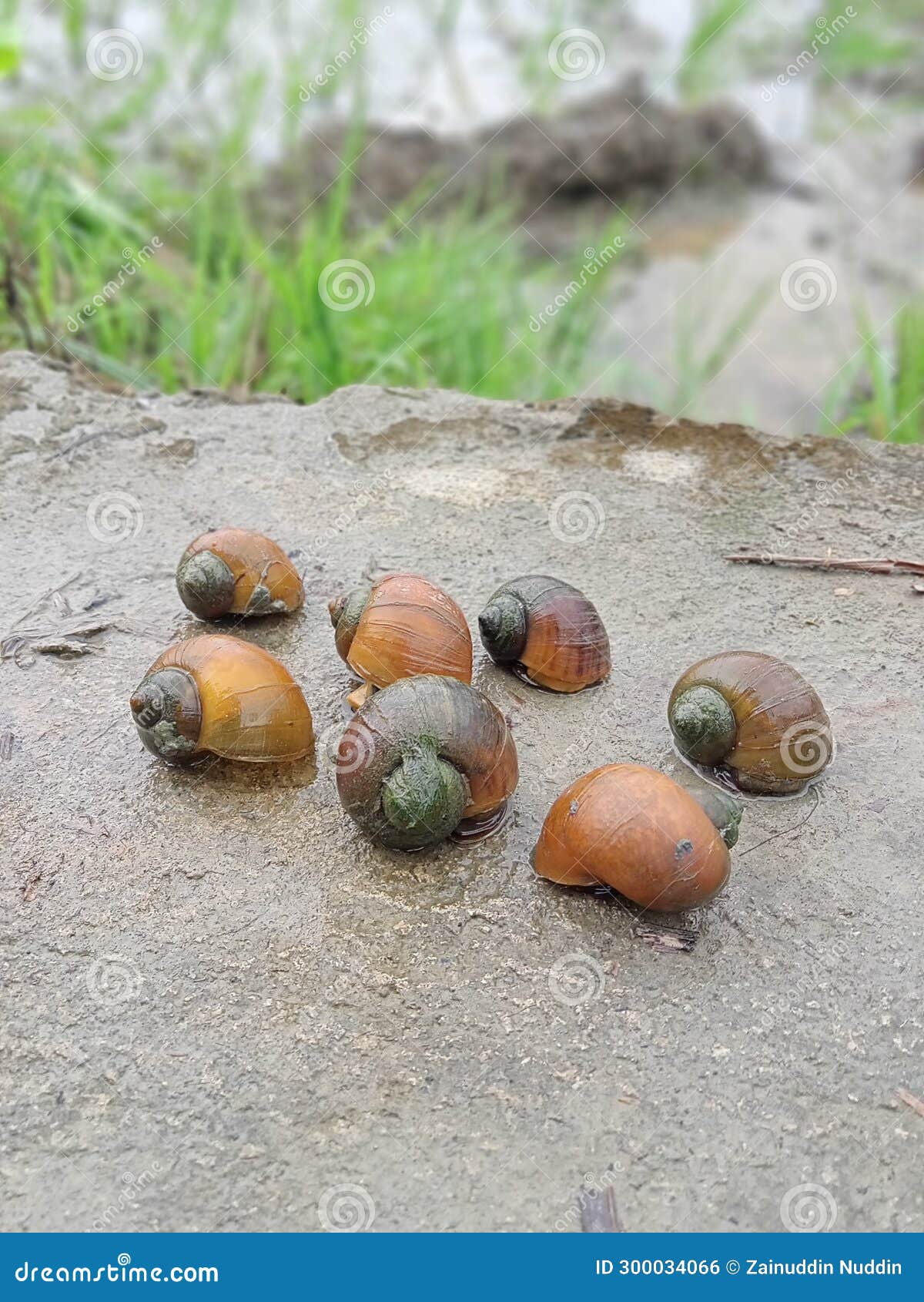 Pila ampullacea stock photo. Image of animals, golden - 300034066