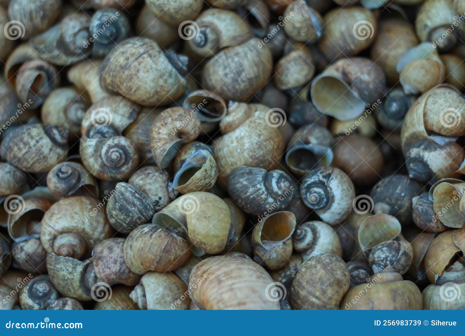 The Egg Of Pila Ampullacea & X28;Also Called Keong Gondang, Keong Sawah ...