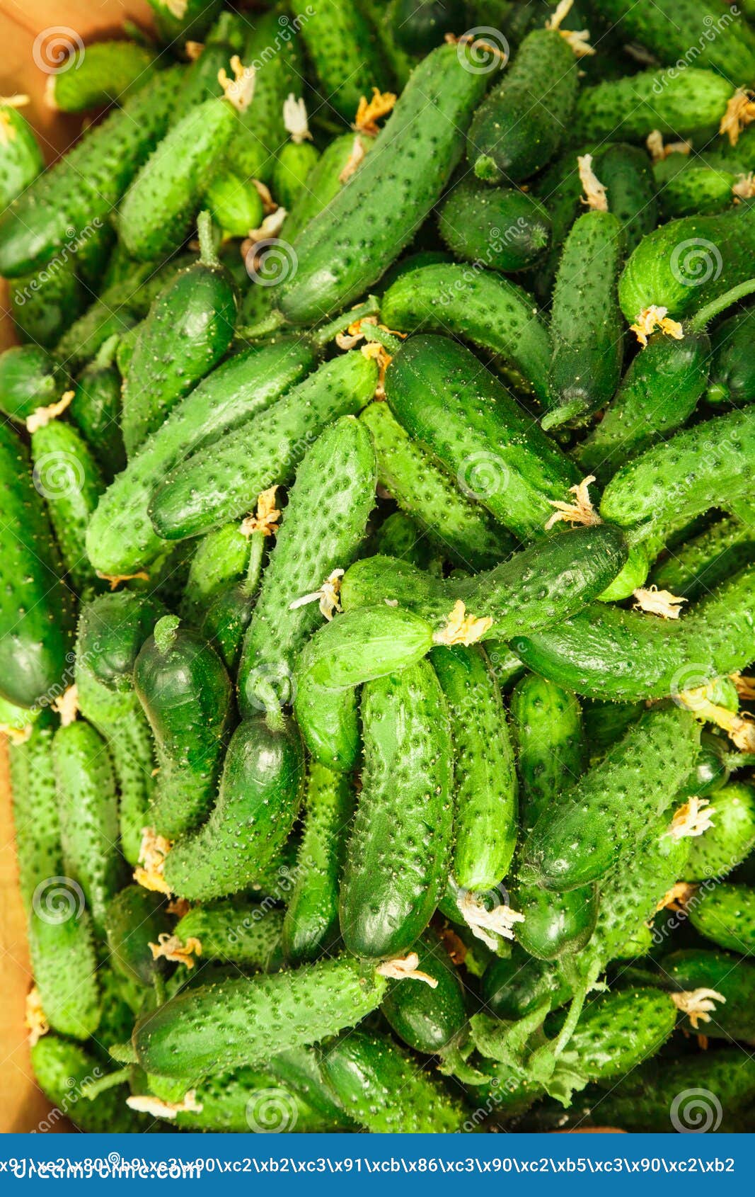 Pila De Pepino Verde Fresco Imagen de archivo - Imagen de modelo ...