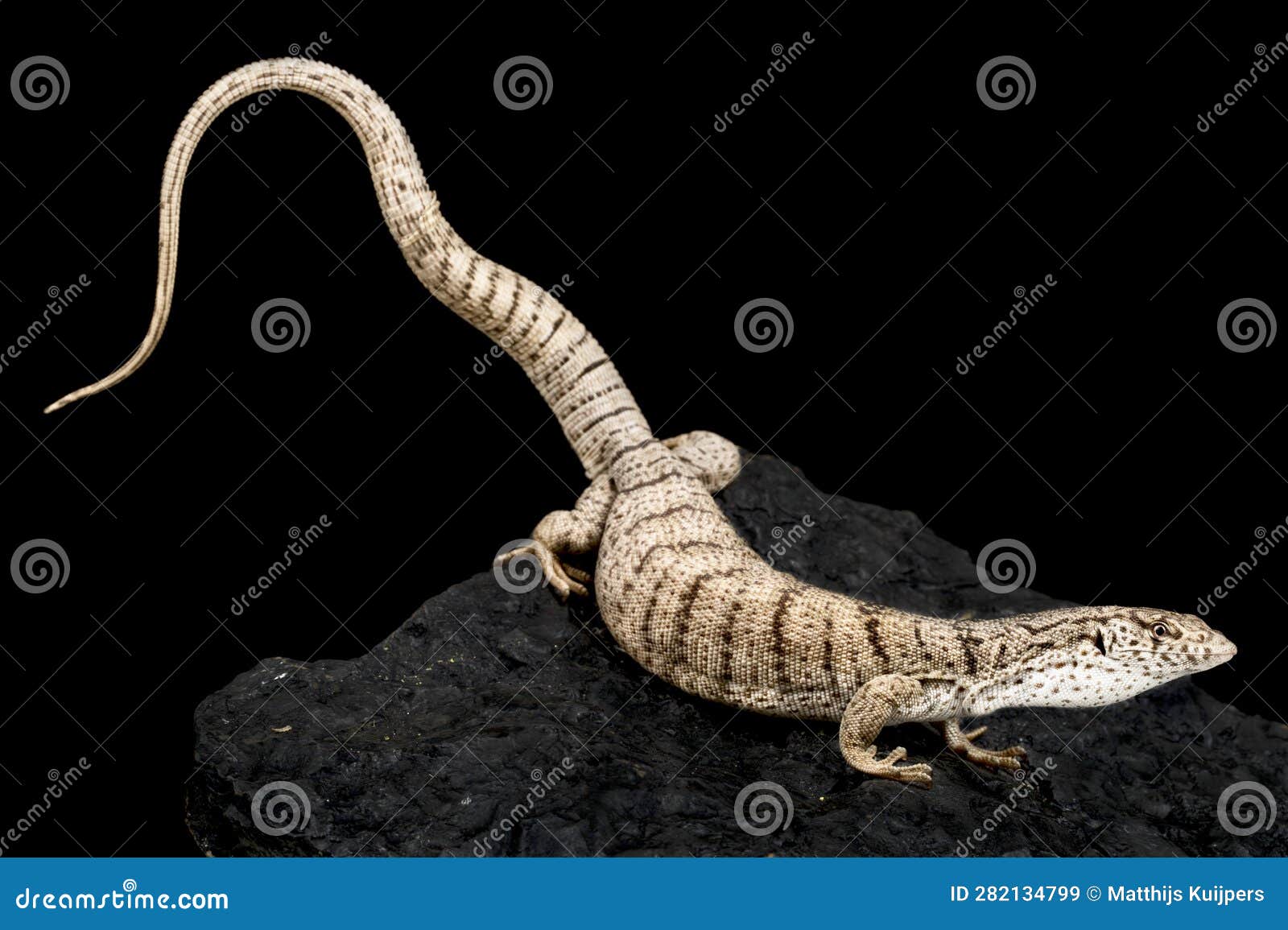 Pilbara Mulga Goanna (Varanus Bushi) Stock Image - Image of mulga ...