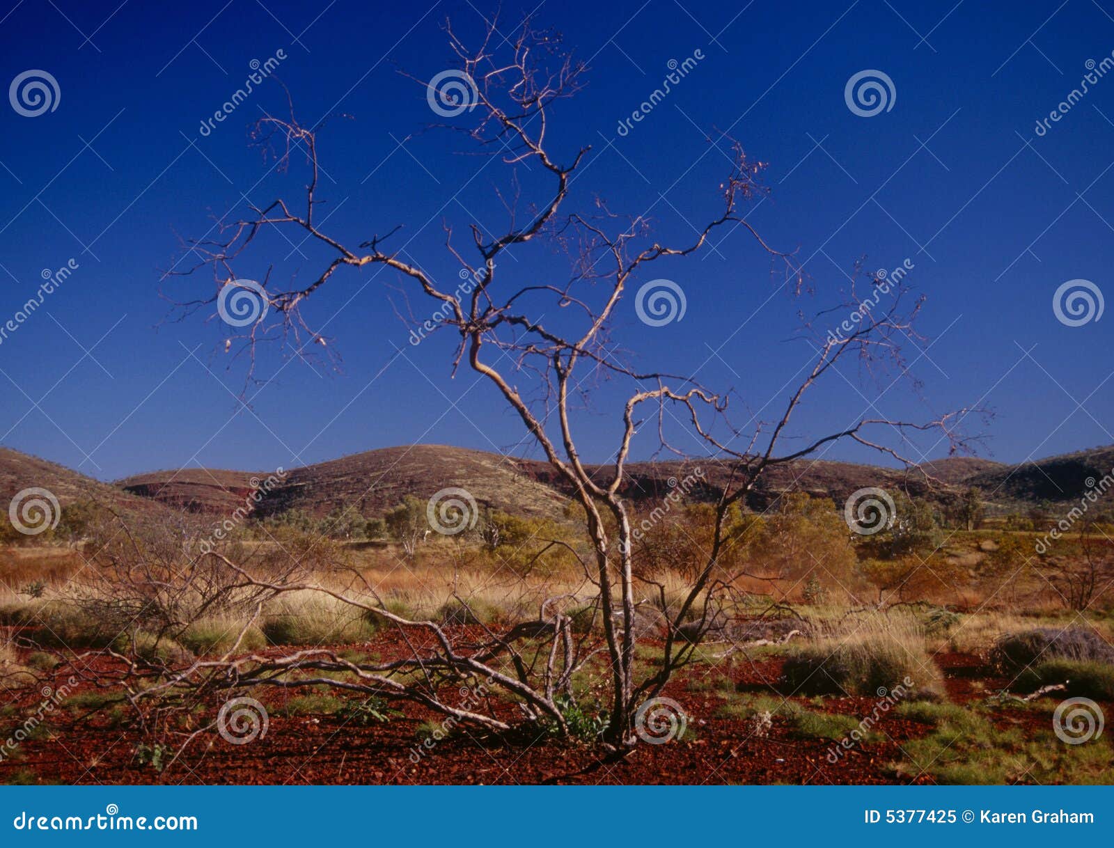 The Pilbara Region of Western Australia Stock Image - Image of growth ...