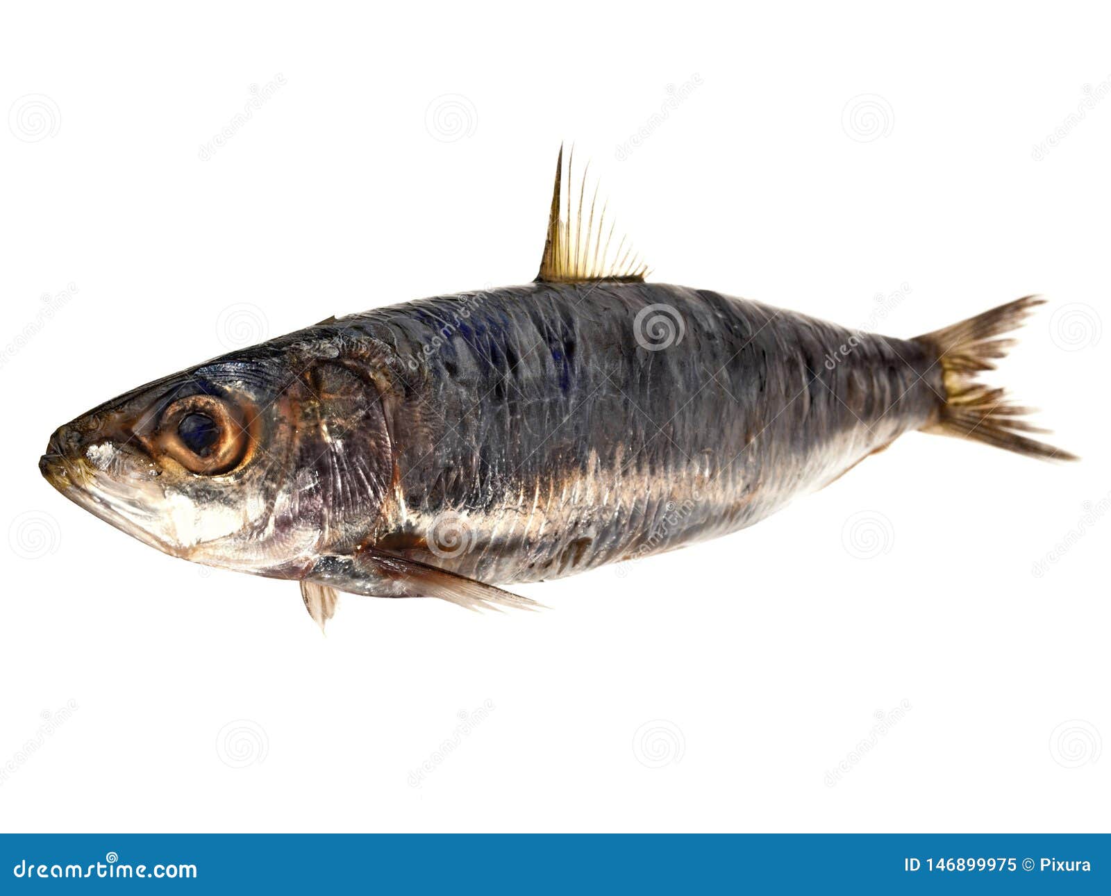 Pilchard - Fish stock image. Image of food, fillet, healthy - 146899975