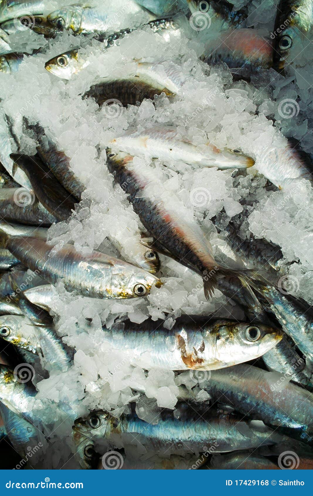 Pilchard on the ice stock photo. Image of fish, fishmonger - 17429168