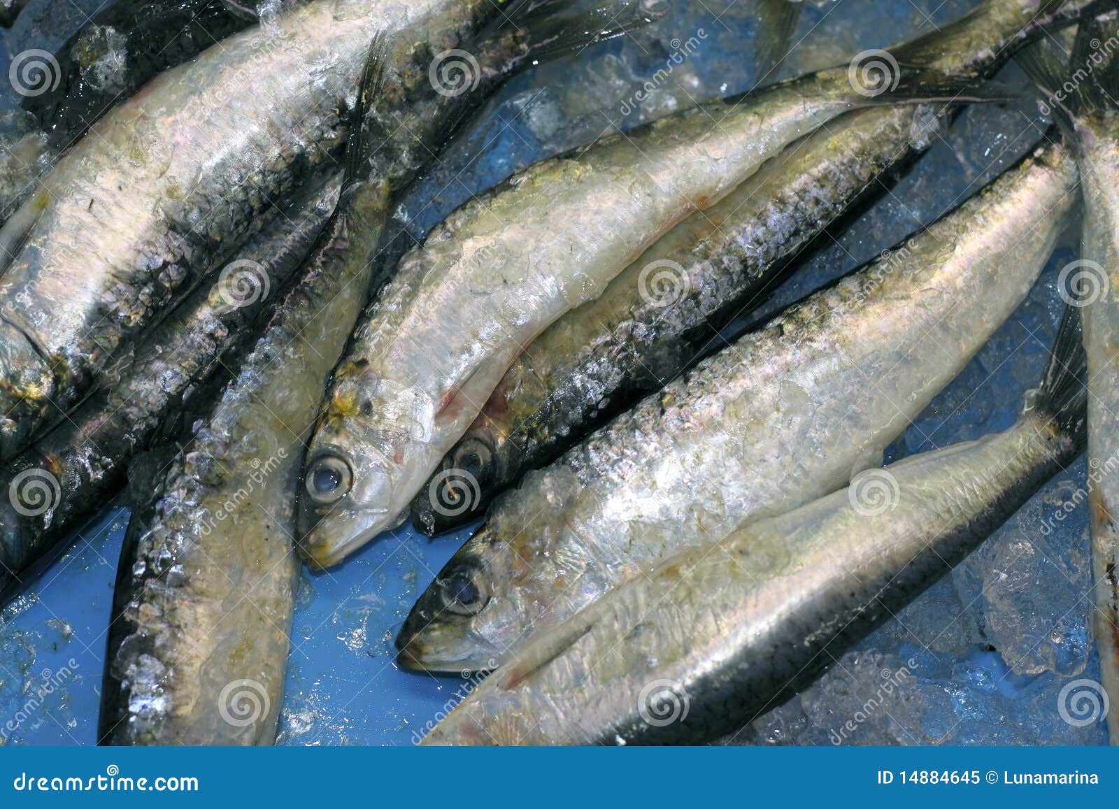 Pilchard Sardine Seafood Fish Catch Blue Ice Stock Image - Image of ...