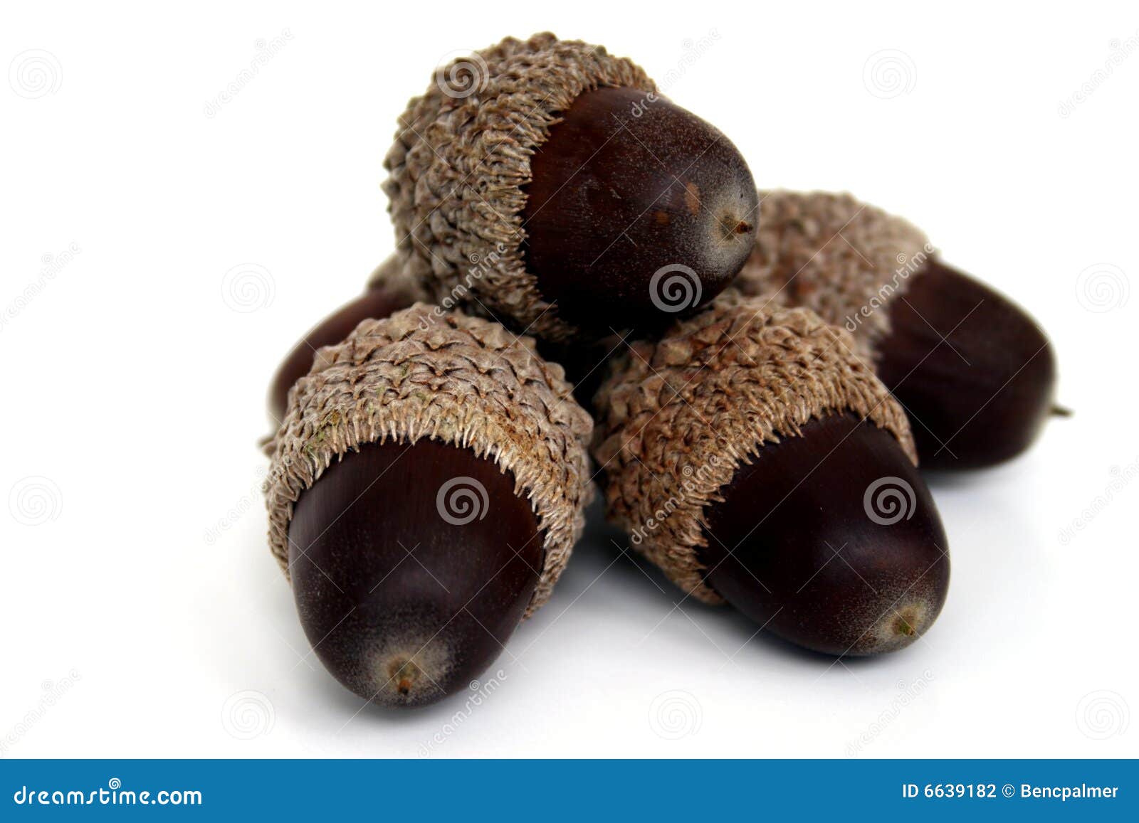 Pile of acorns stock photo. Image of forest, autumn, acorns - 6639182