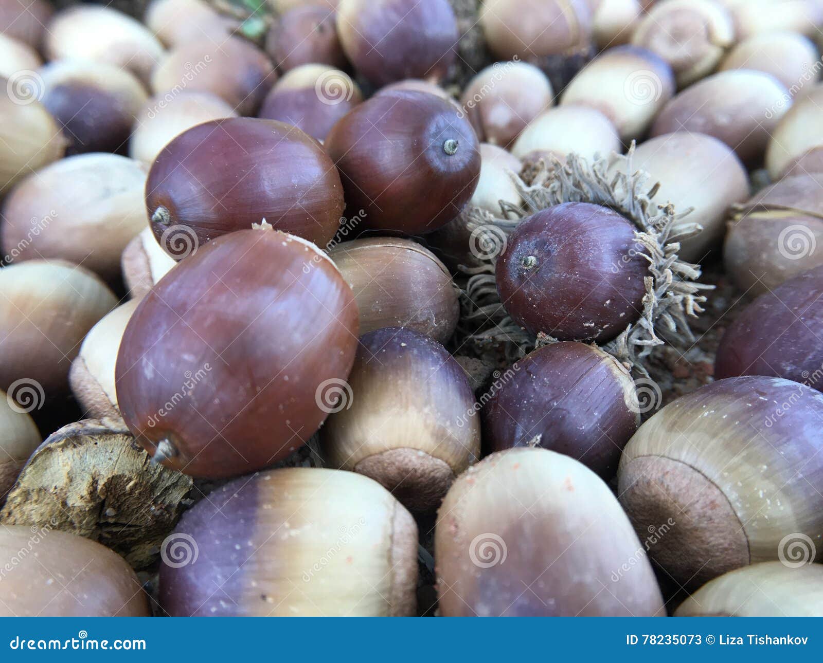 Pile of acorns stock image. Image of exterior, pile, hard - 78235073