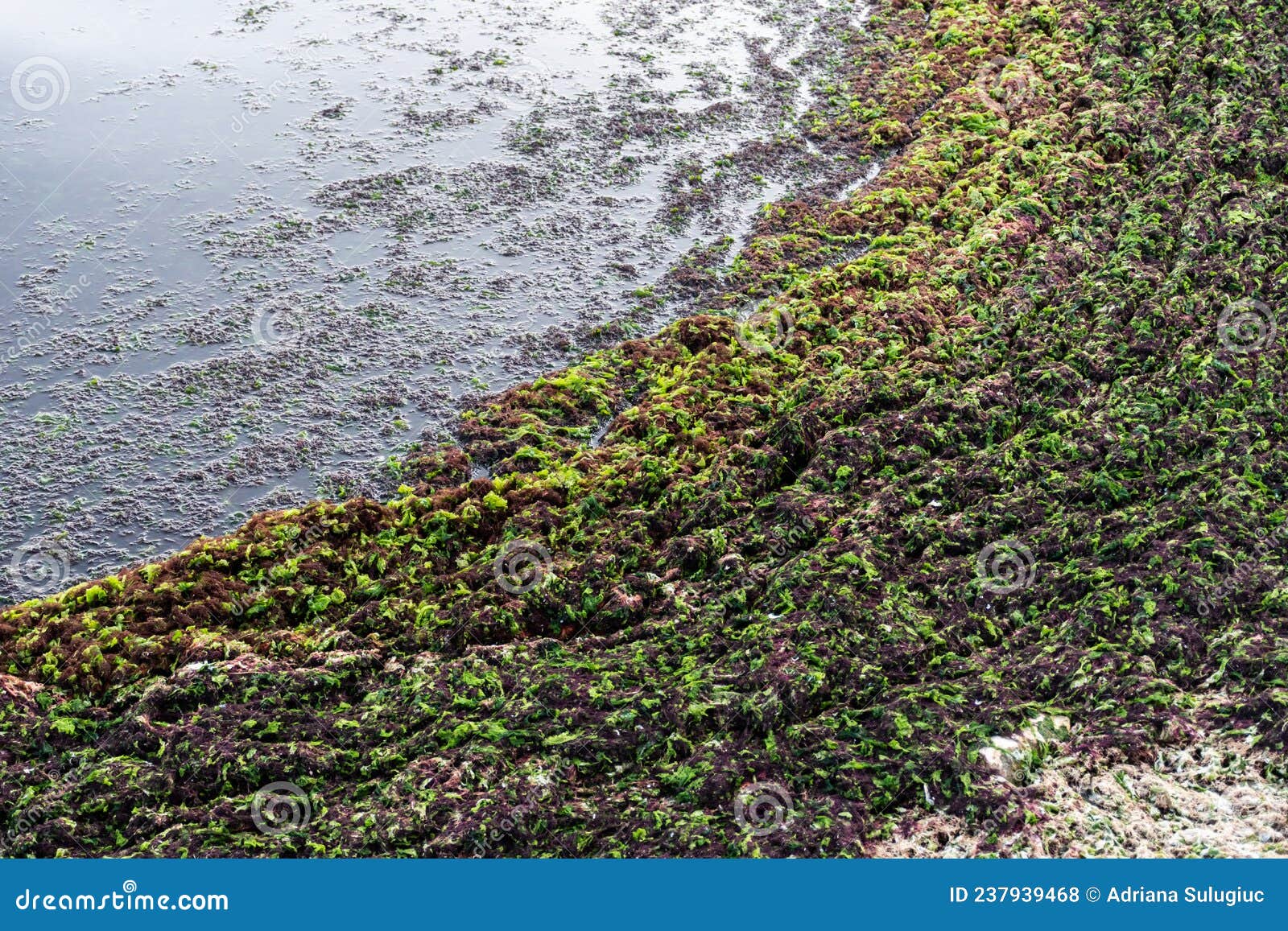 Pile of algae on the beach stock photo. Image of coast - 237939468