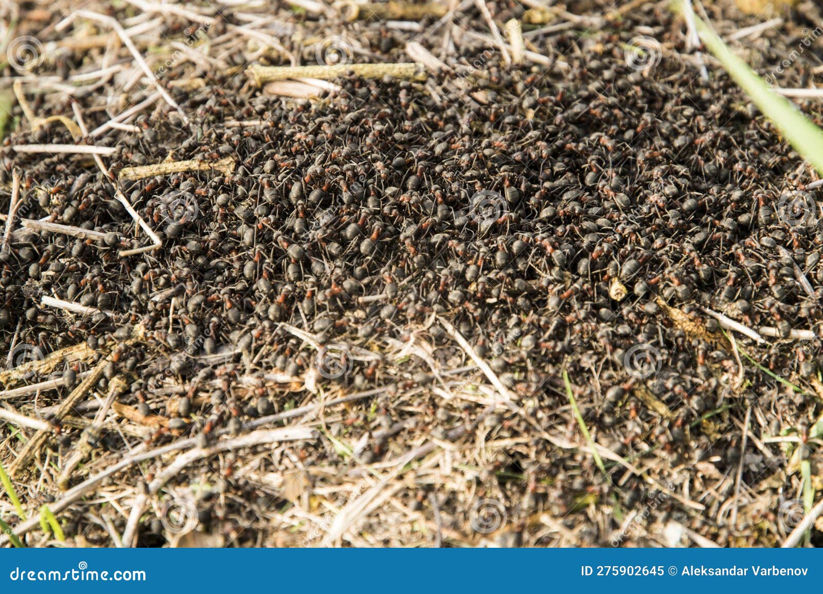 A pile of ants stock image. Image of earth, community - 275902645