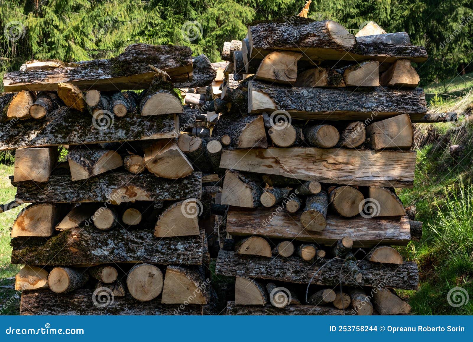 Pile Arranged by Wooden Logs in the Forest Stock Photo - Image of ...
