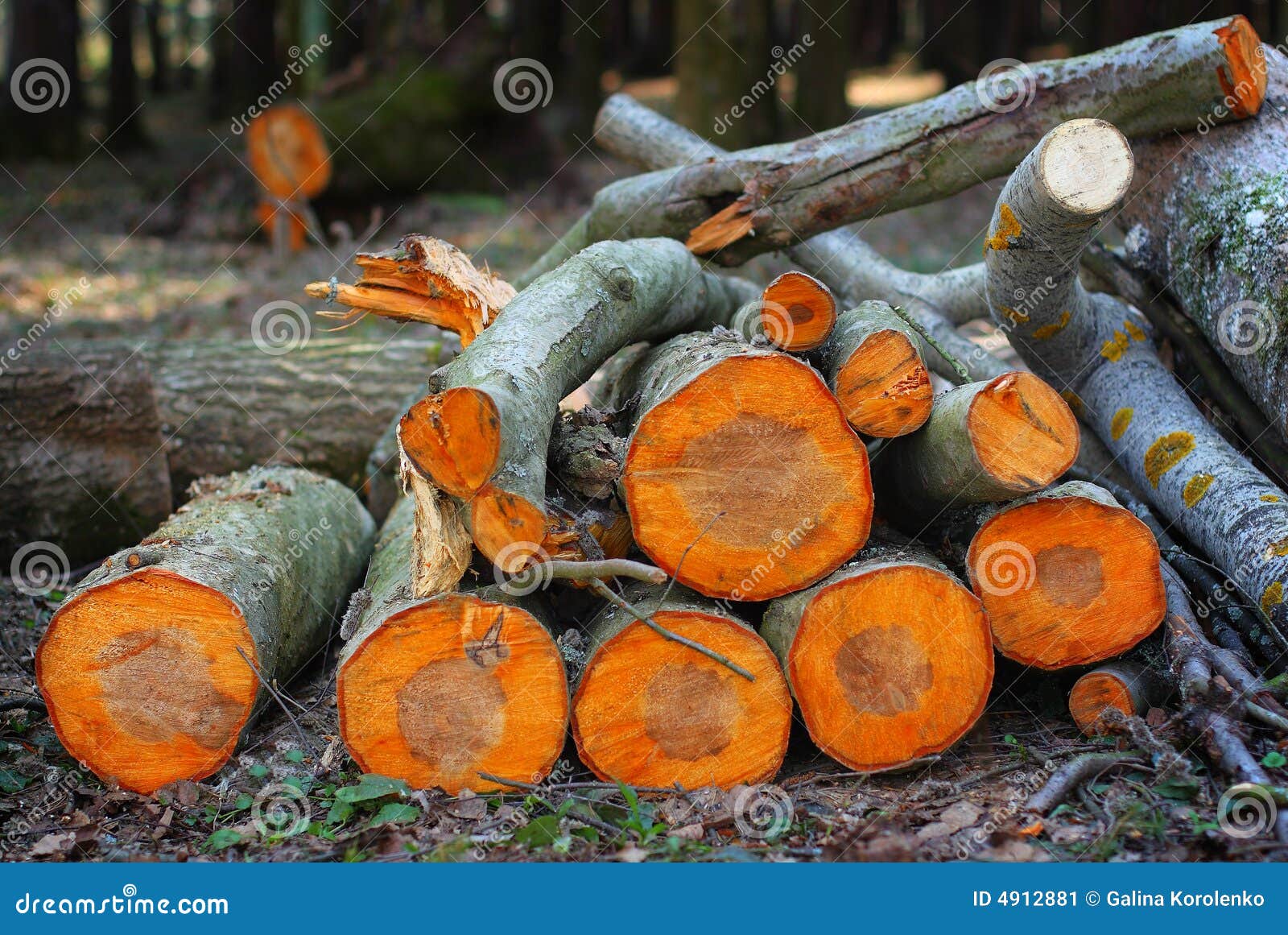 Pile of Aspen Logs in the Spring Wood in the Sunse Stock Image - Image ...