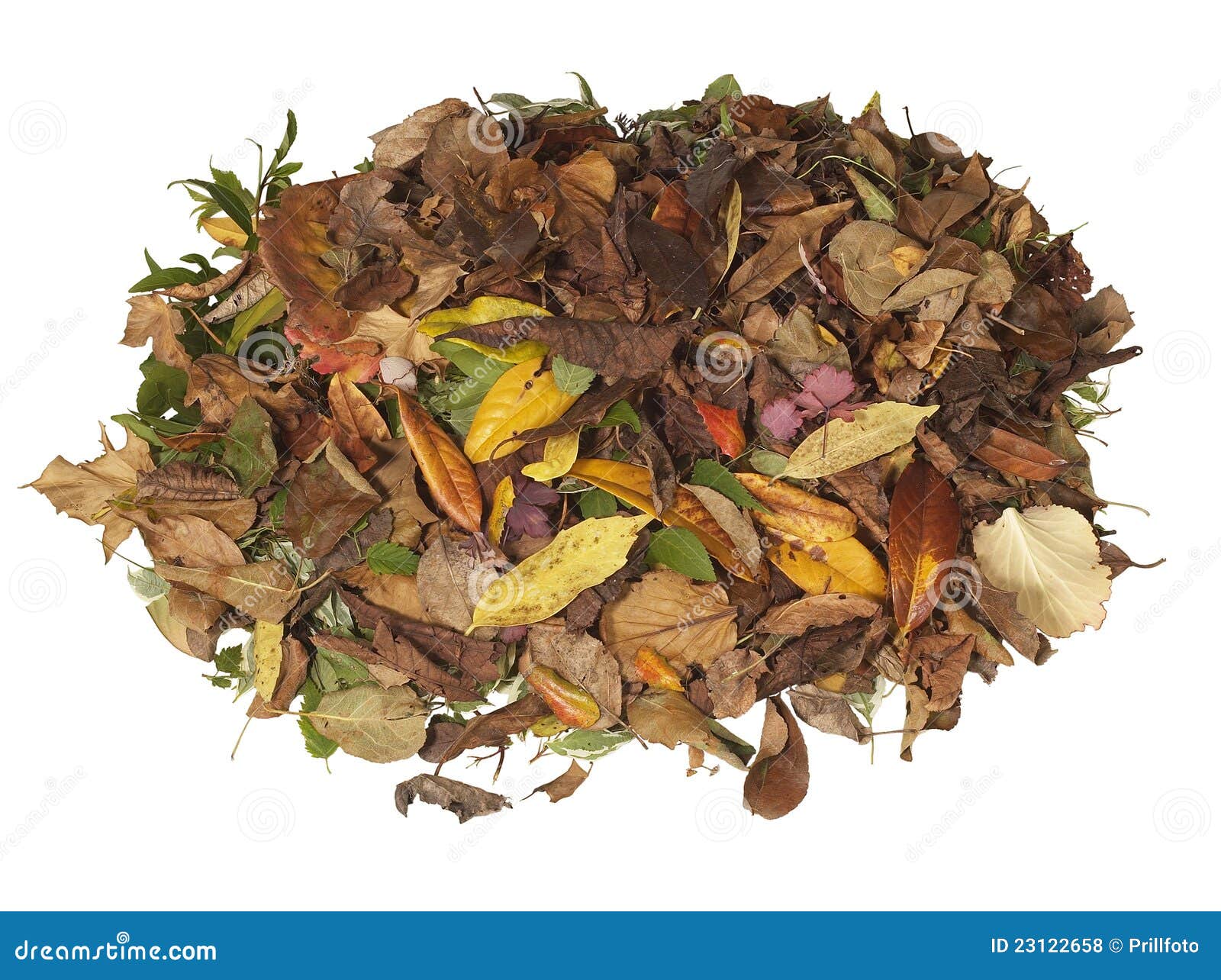 Pile of autumn leaves stock photo. Image of season, isolated - 23122658