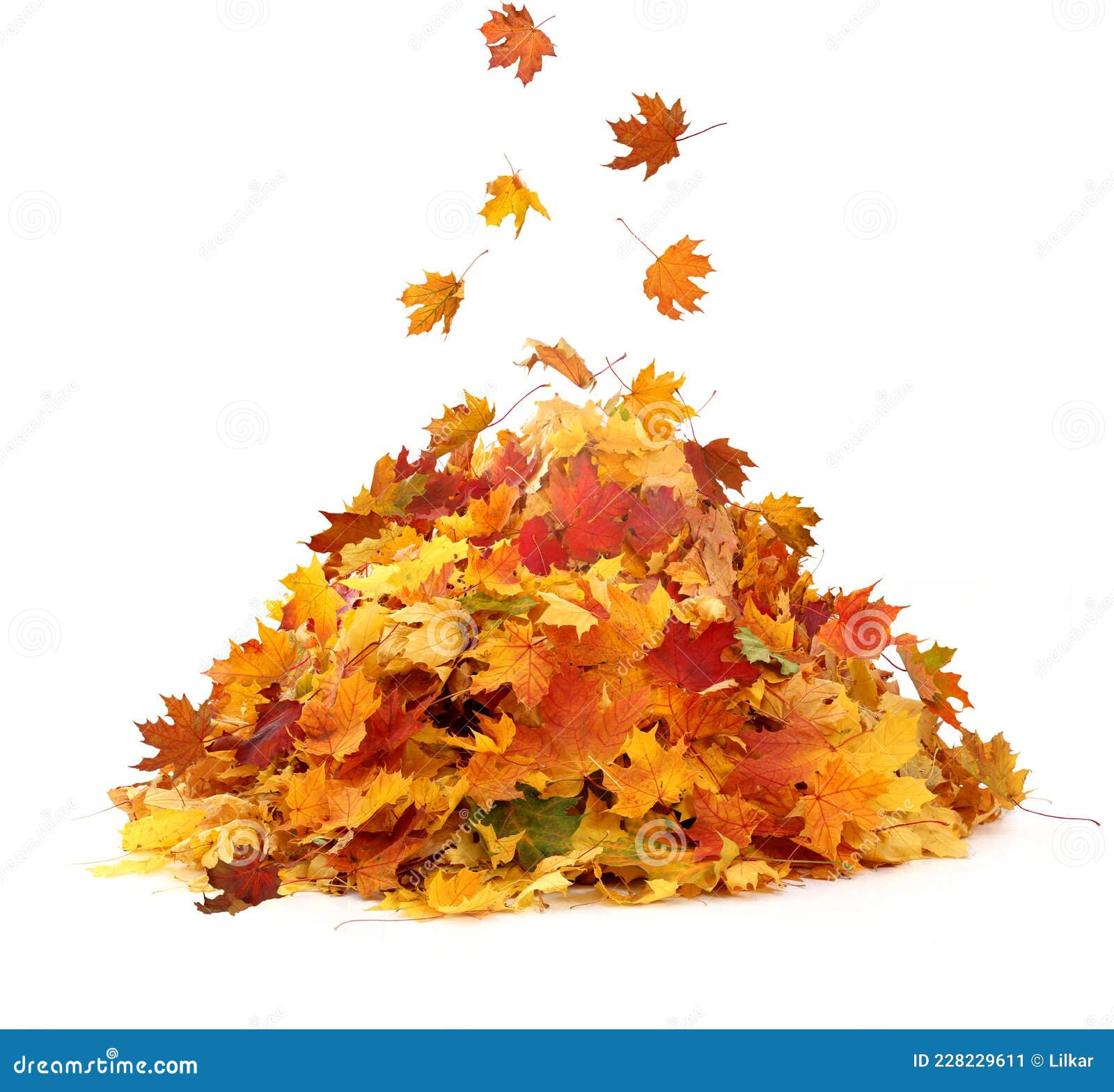 Pile of Autumn Maple Colored Leaves Isolated on White Background Stock ...