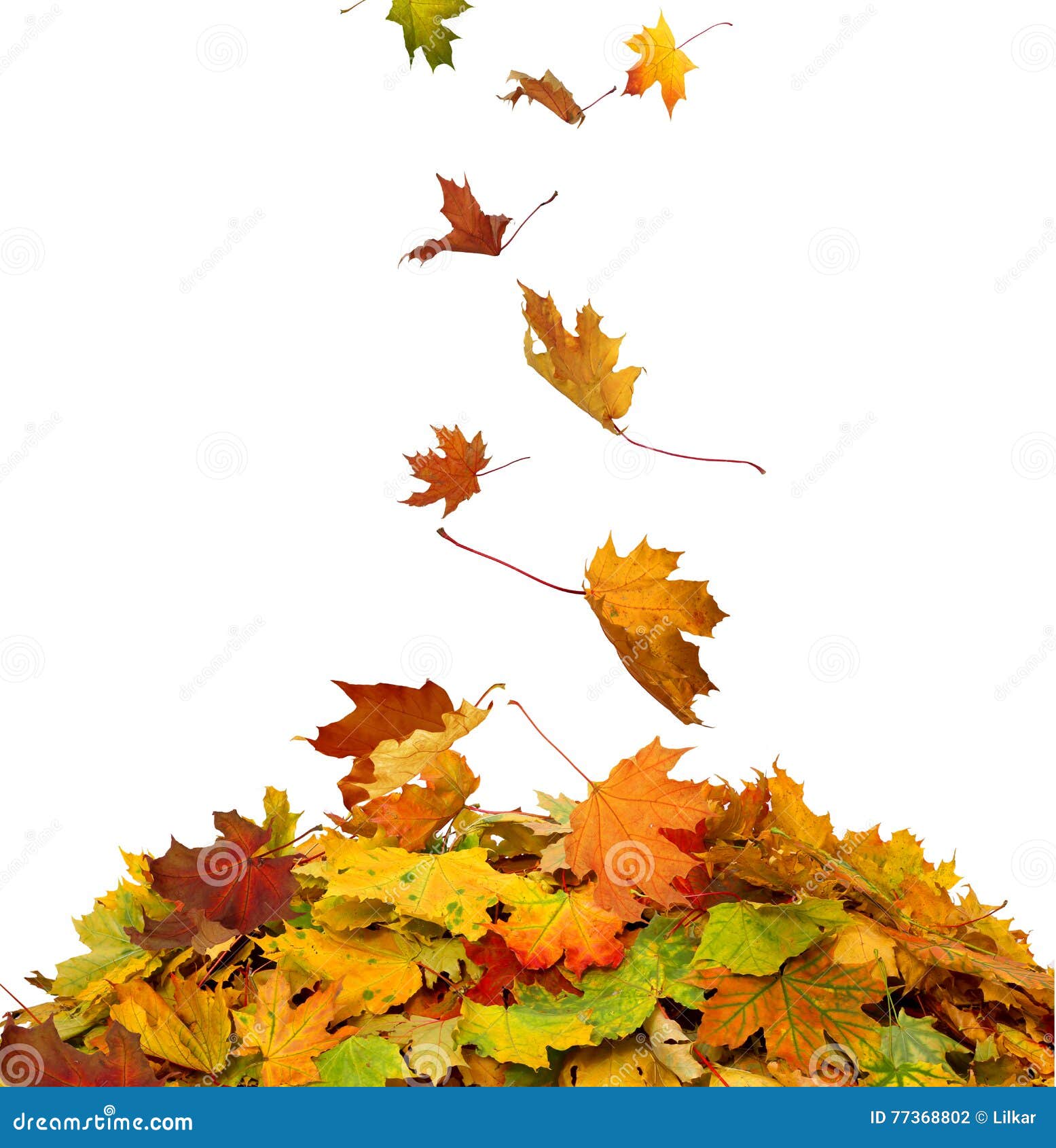 Pile of Autumn Maple Colored Leaves Stock Photo - Image of detail ...