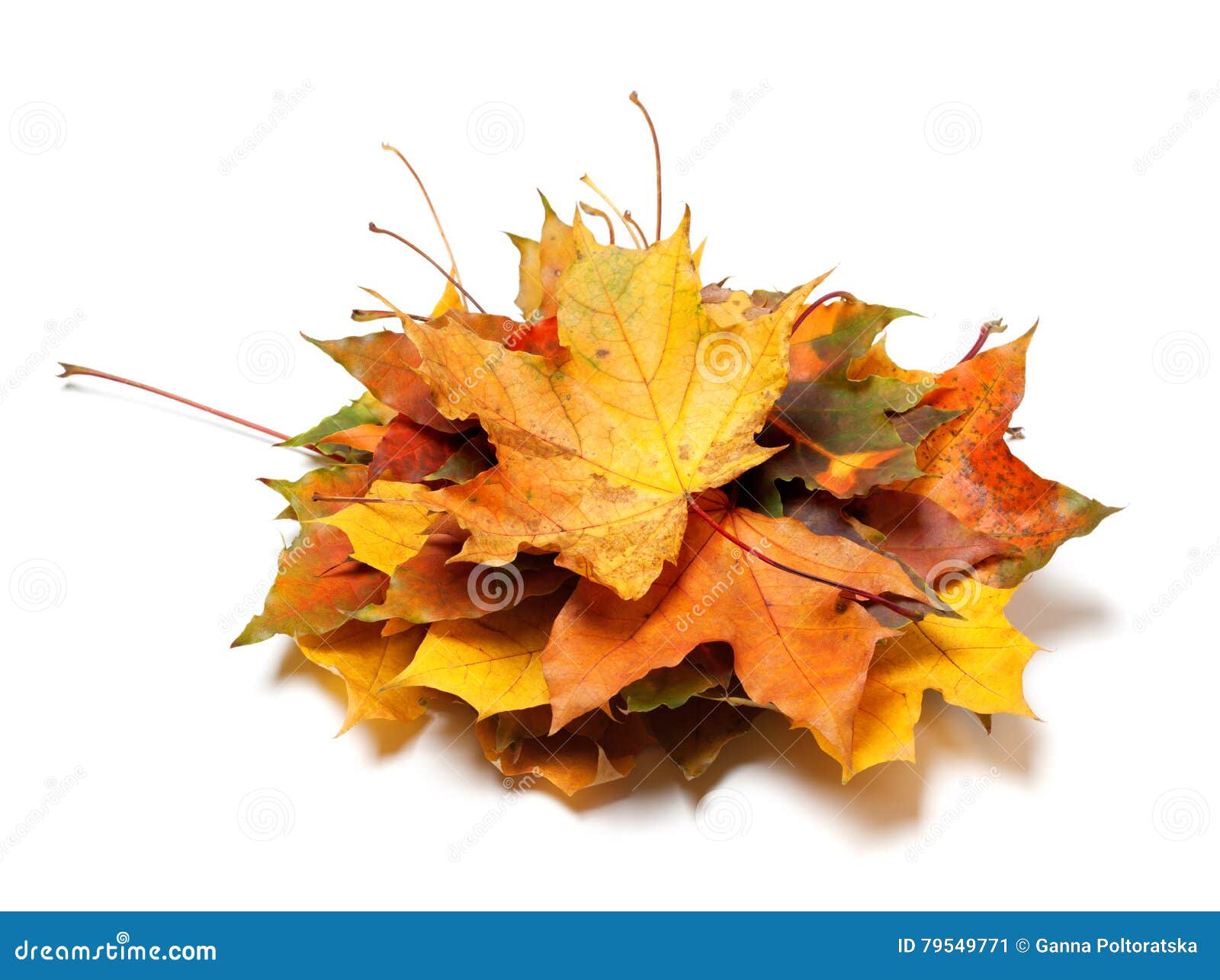 Pile of Autumn Maple Leaves Stock Image - Image of pile, group: 79549771