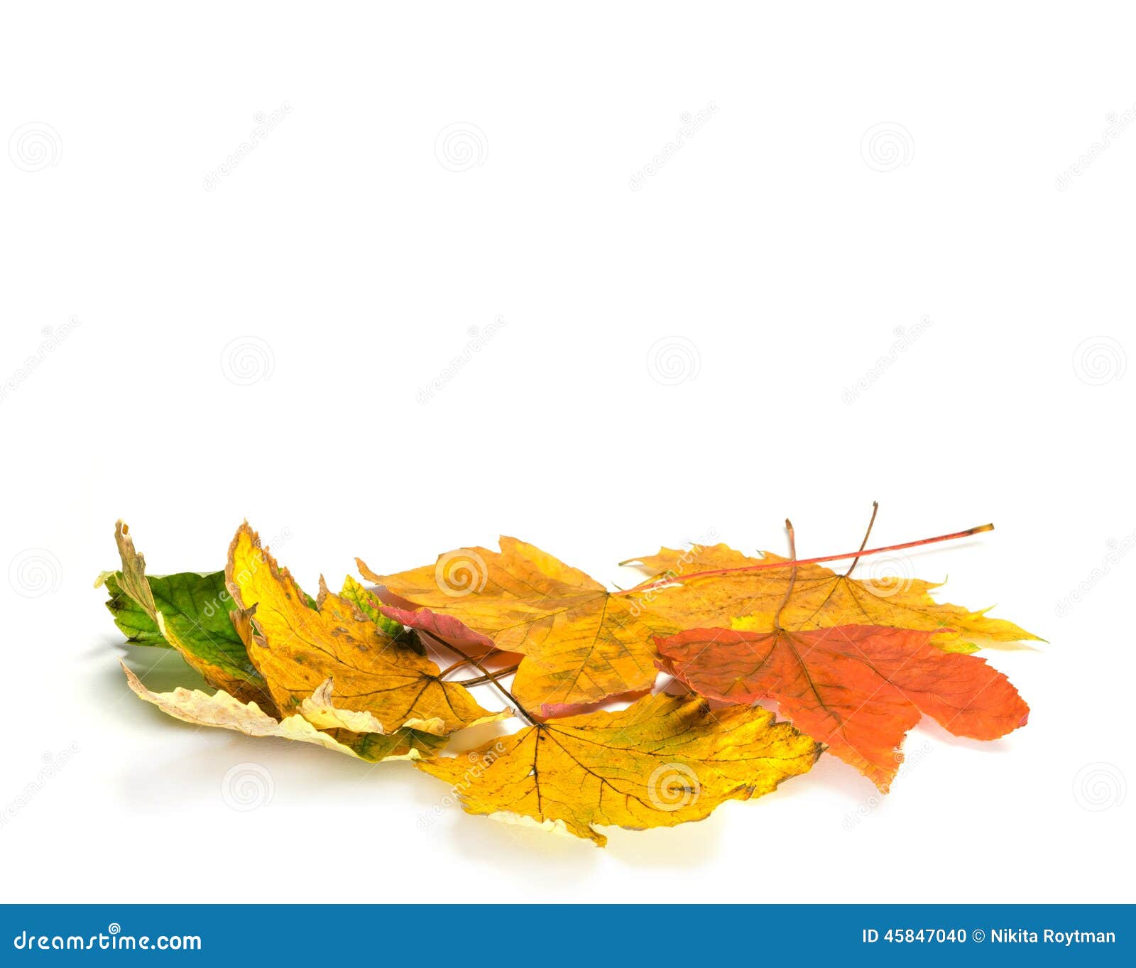 A Pile of Autumn Maple Leaves Stock Photo - Image of leaves, october ...