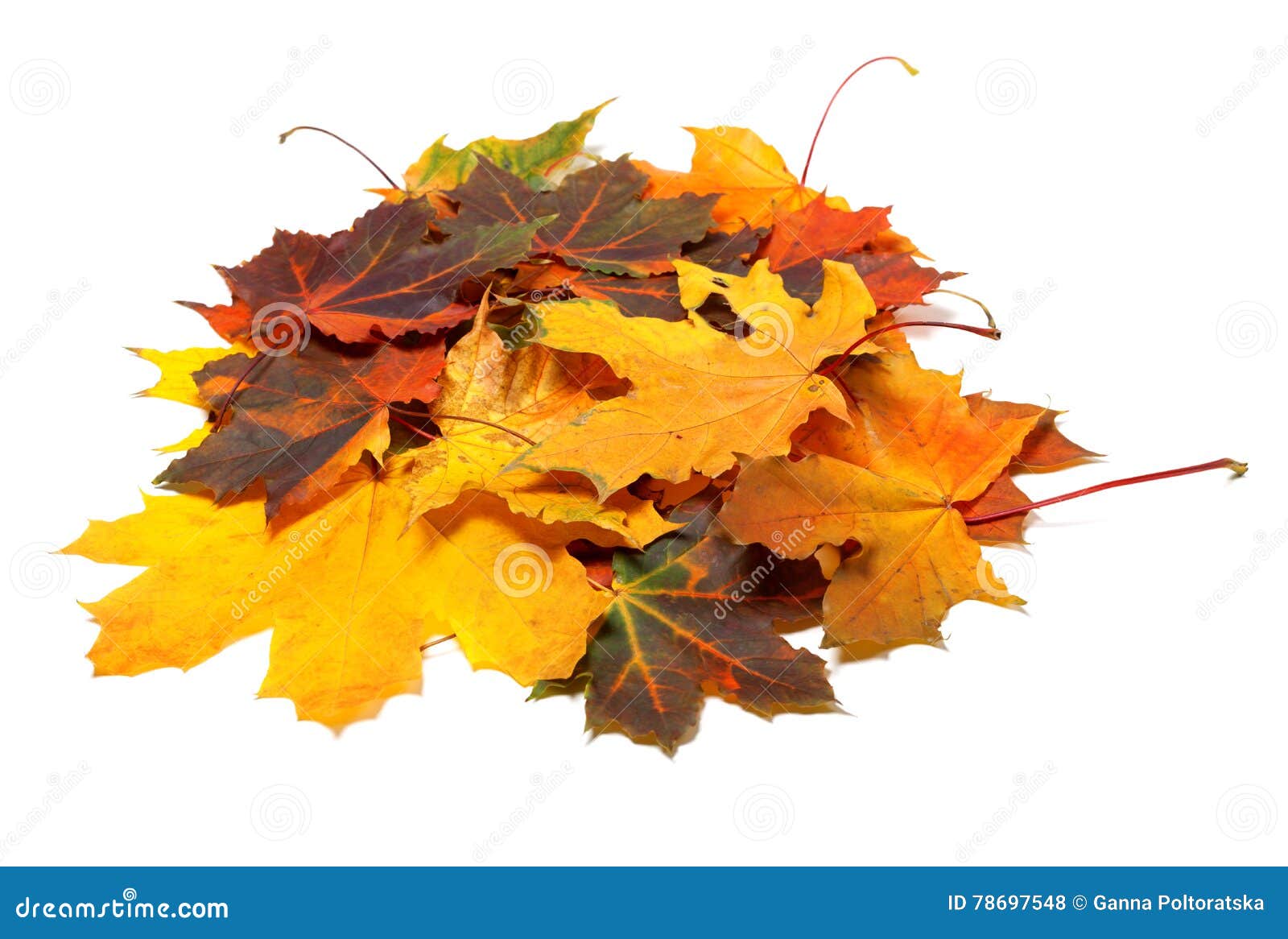 Pile of Autumn Multi Colored Maple Leaves Stock Photo - Image of ...