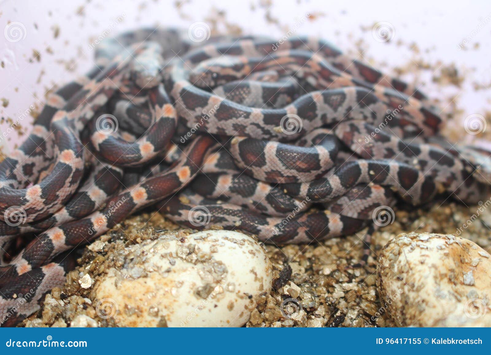 Pile of Baby Corn Snakes Recently Hatched Stock Image - Image of ...
