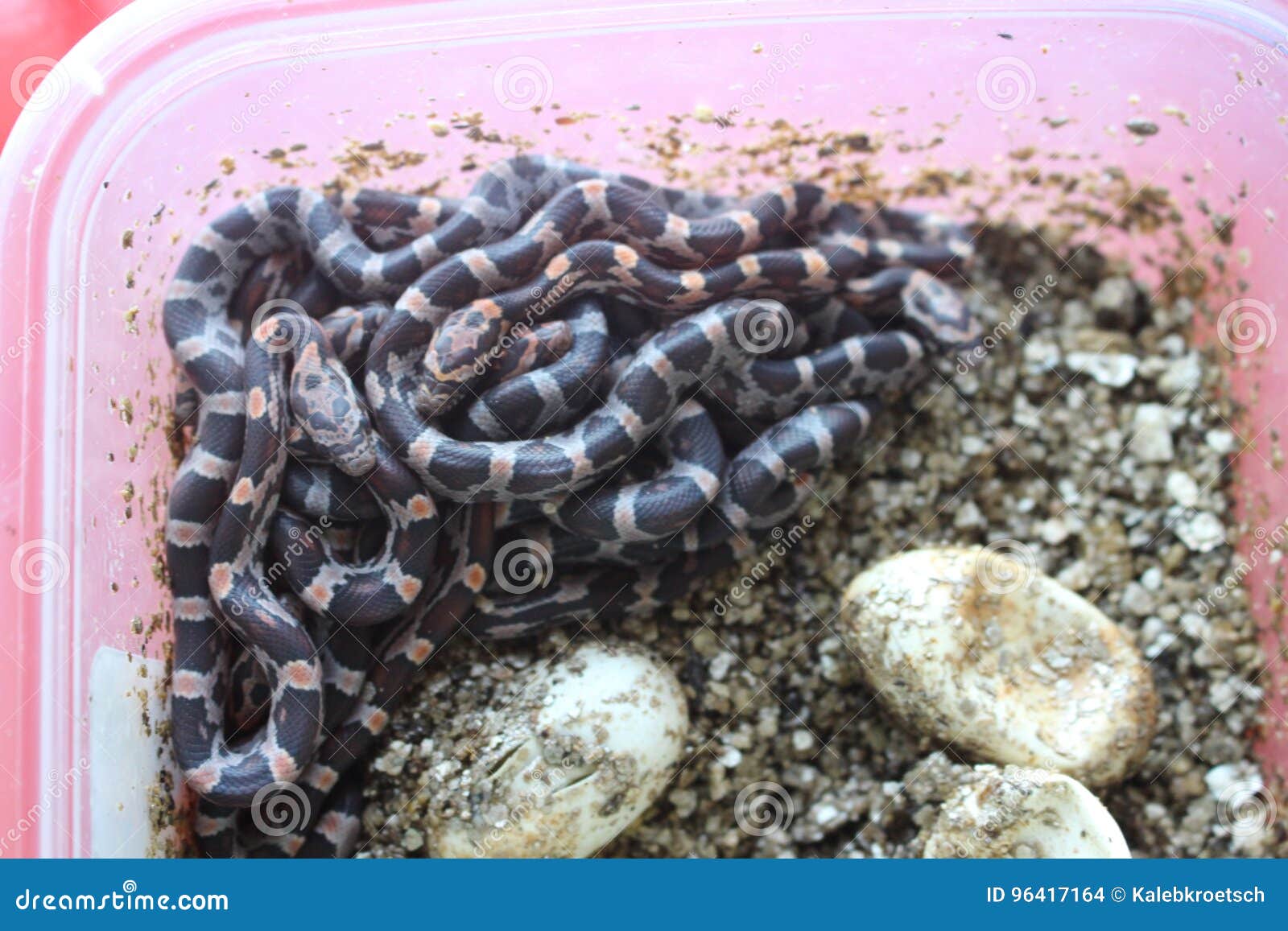 Pile of Baby Corn Snakes Recently Hatched Stock Photo - Image of baby ...