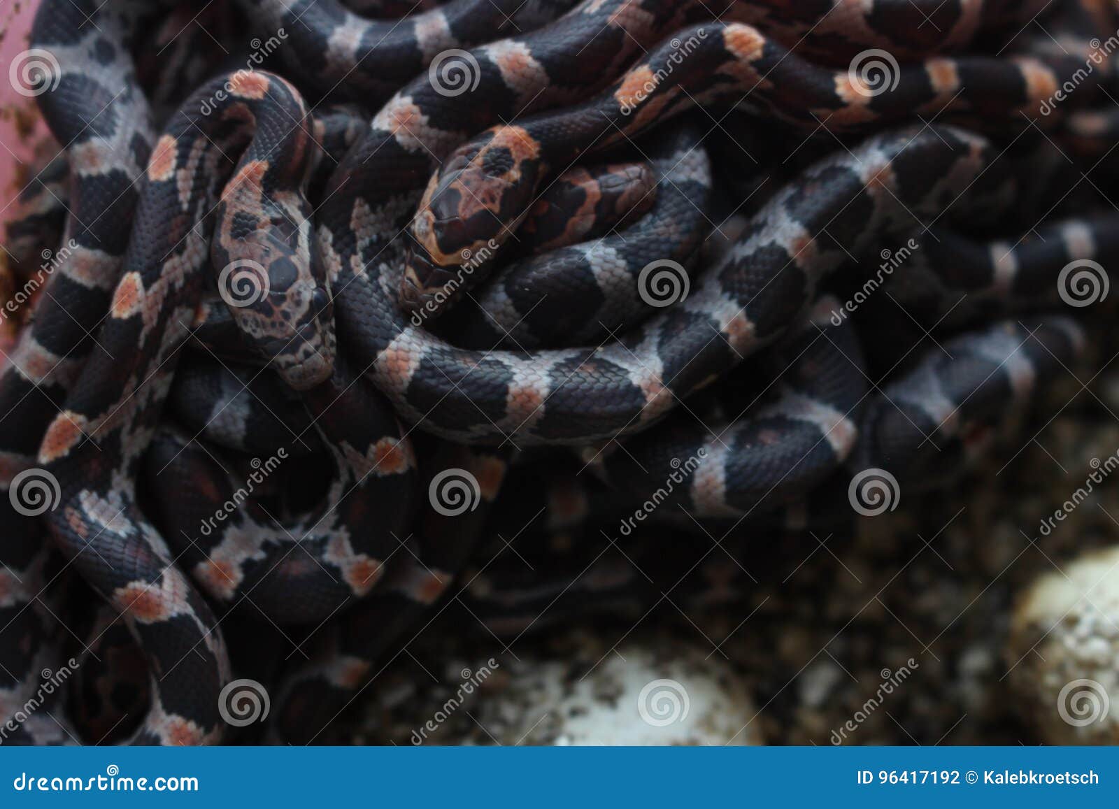 Pile of Baby Corn Snakes Recently Hatched Stock Photo - Image of snake ...