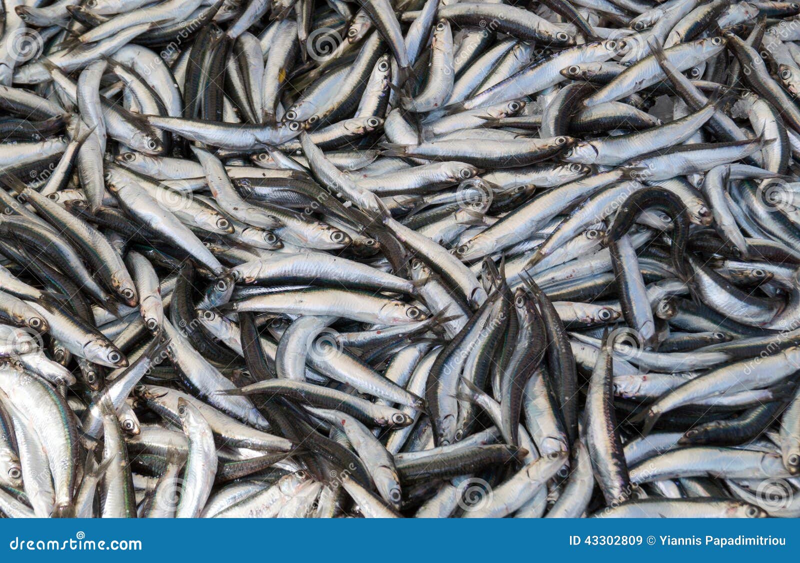 A Pile of Beautiful Small Fishes Stock Image - Image of natural ...