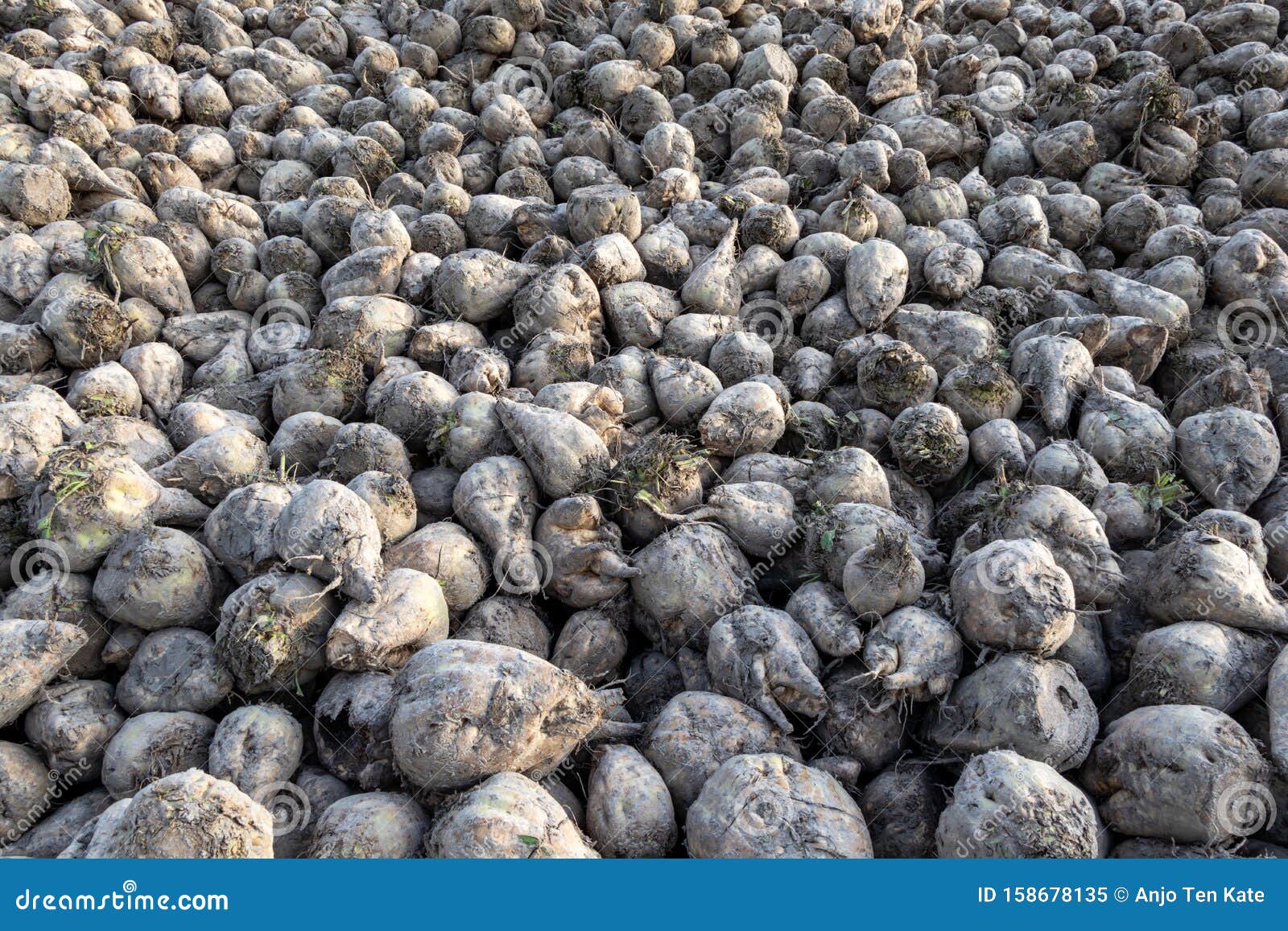 Pile of beets stock image. Image of harvesting, autumn - 158678135