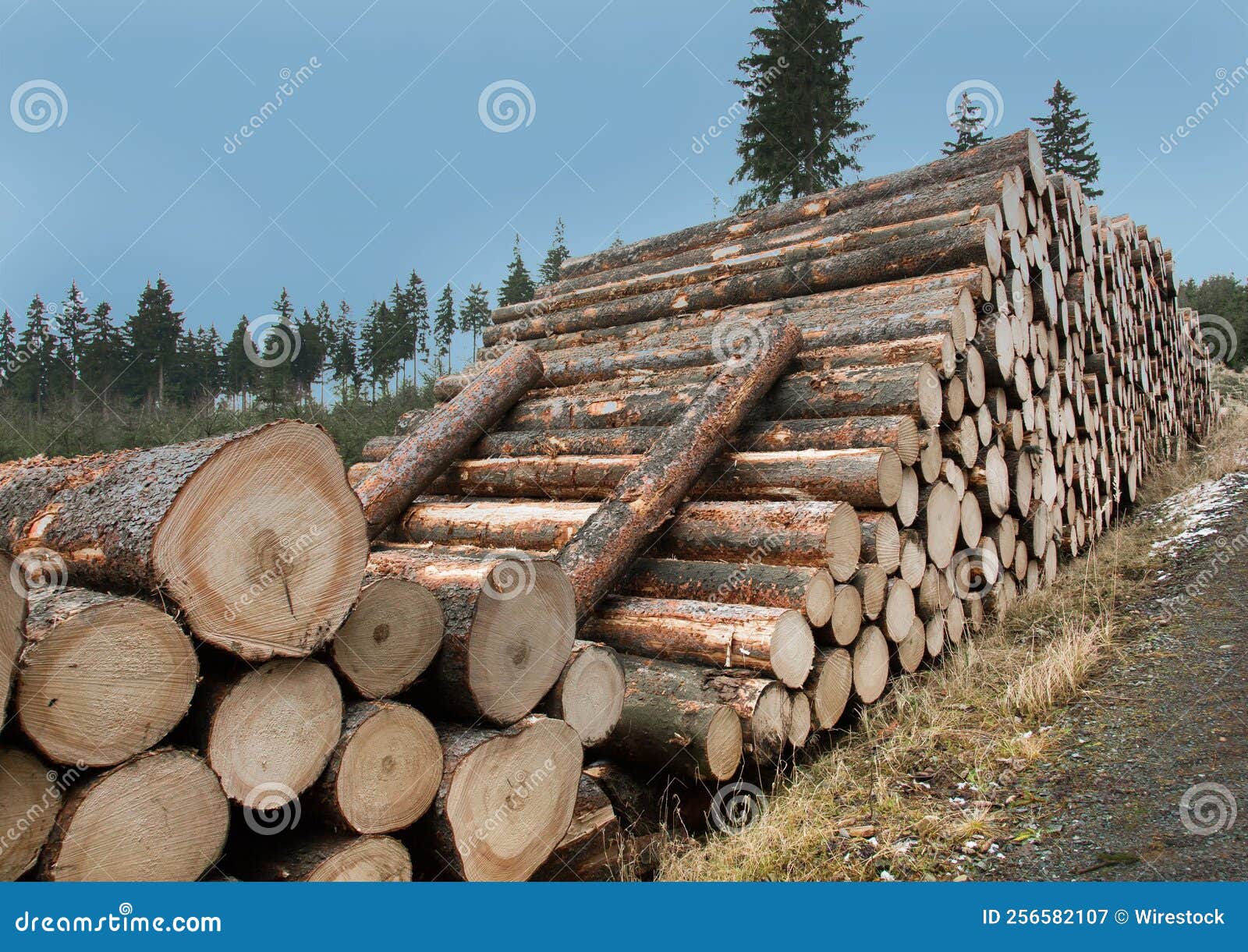 Pile of Big Cut Logs in the Forest Stock Image - Image of material ...