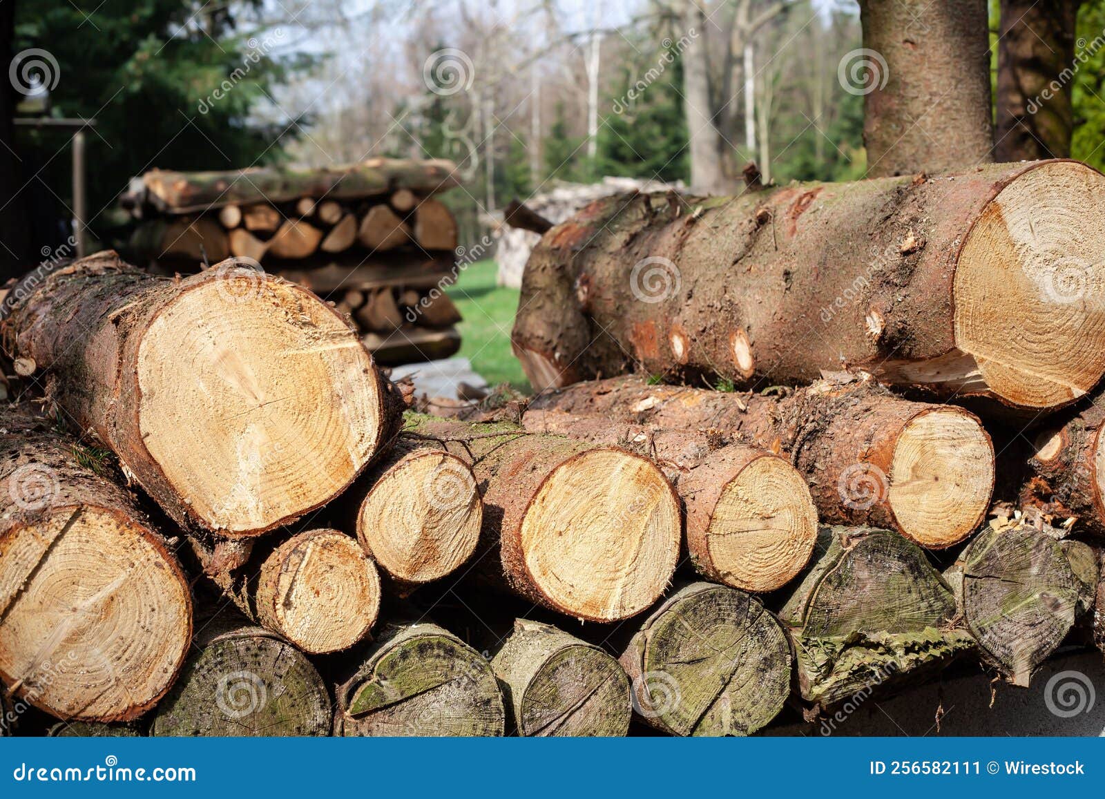 Pile of Big Cut Logs in the Forest Stock Image - Image of lumber, fall ...