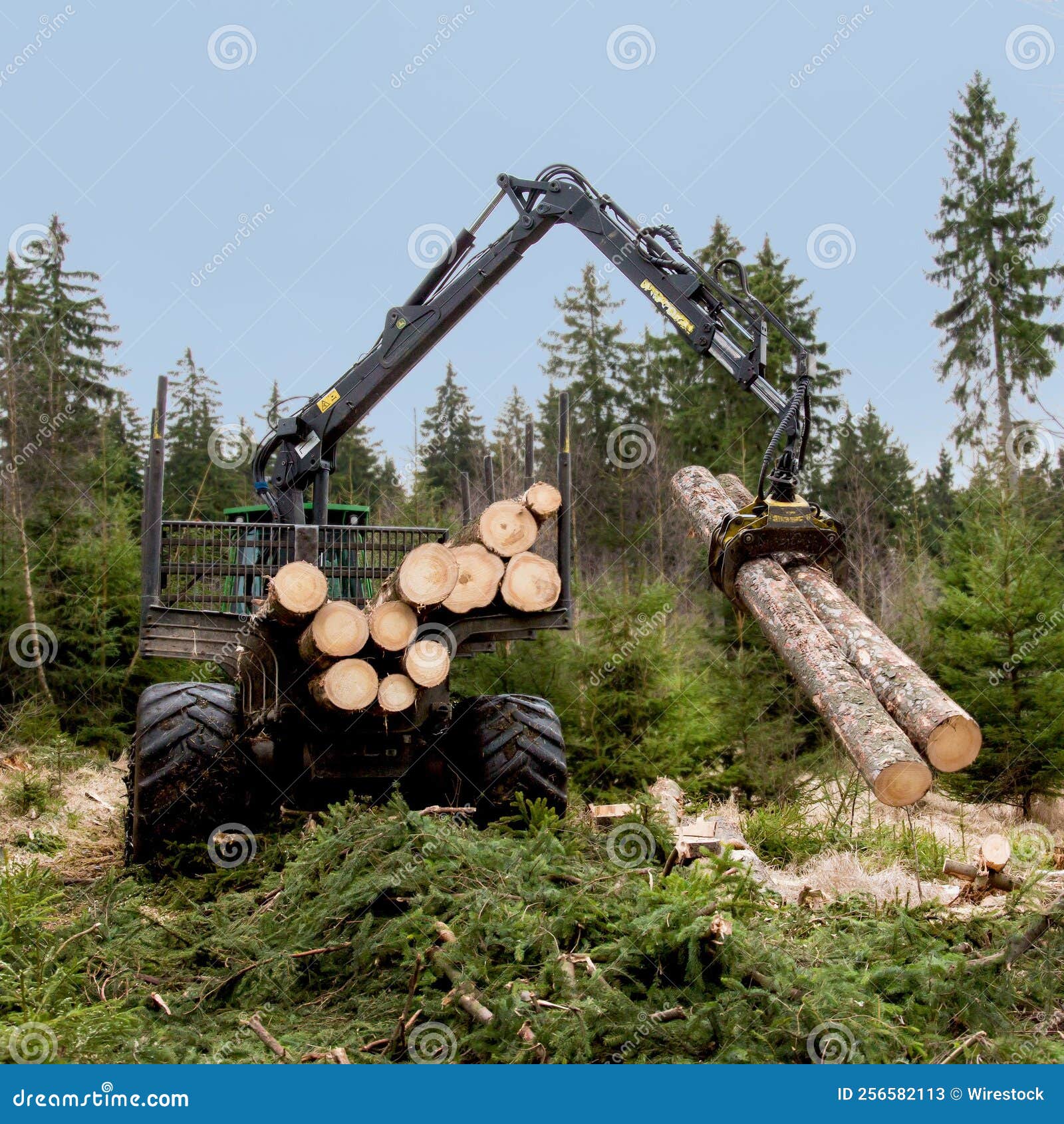 Pile of Big Cut Logs in the Forest Stock Image - Image of stacked ...