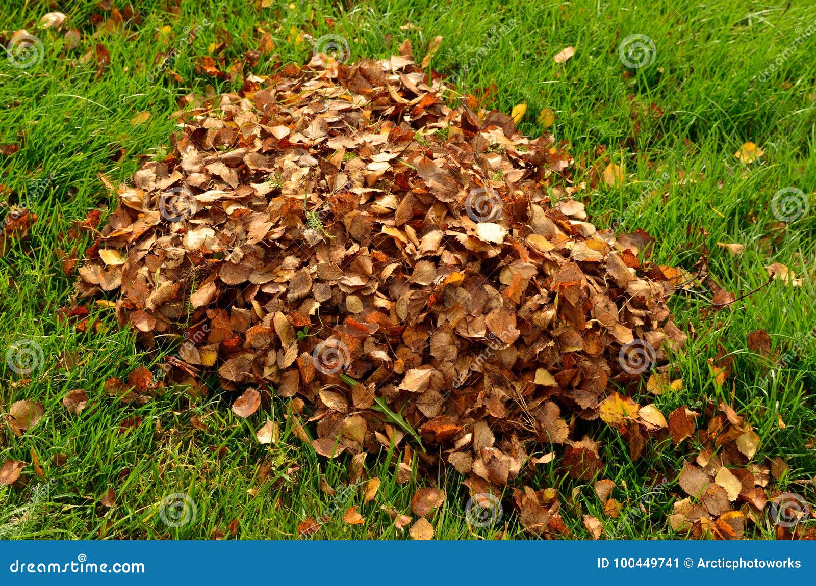 Pile of Birch Leaf in Autumn Stock Image - Image of birch, pale: 100449741