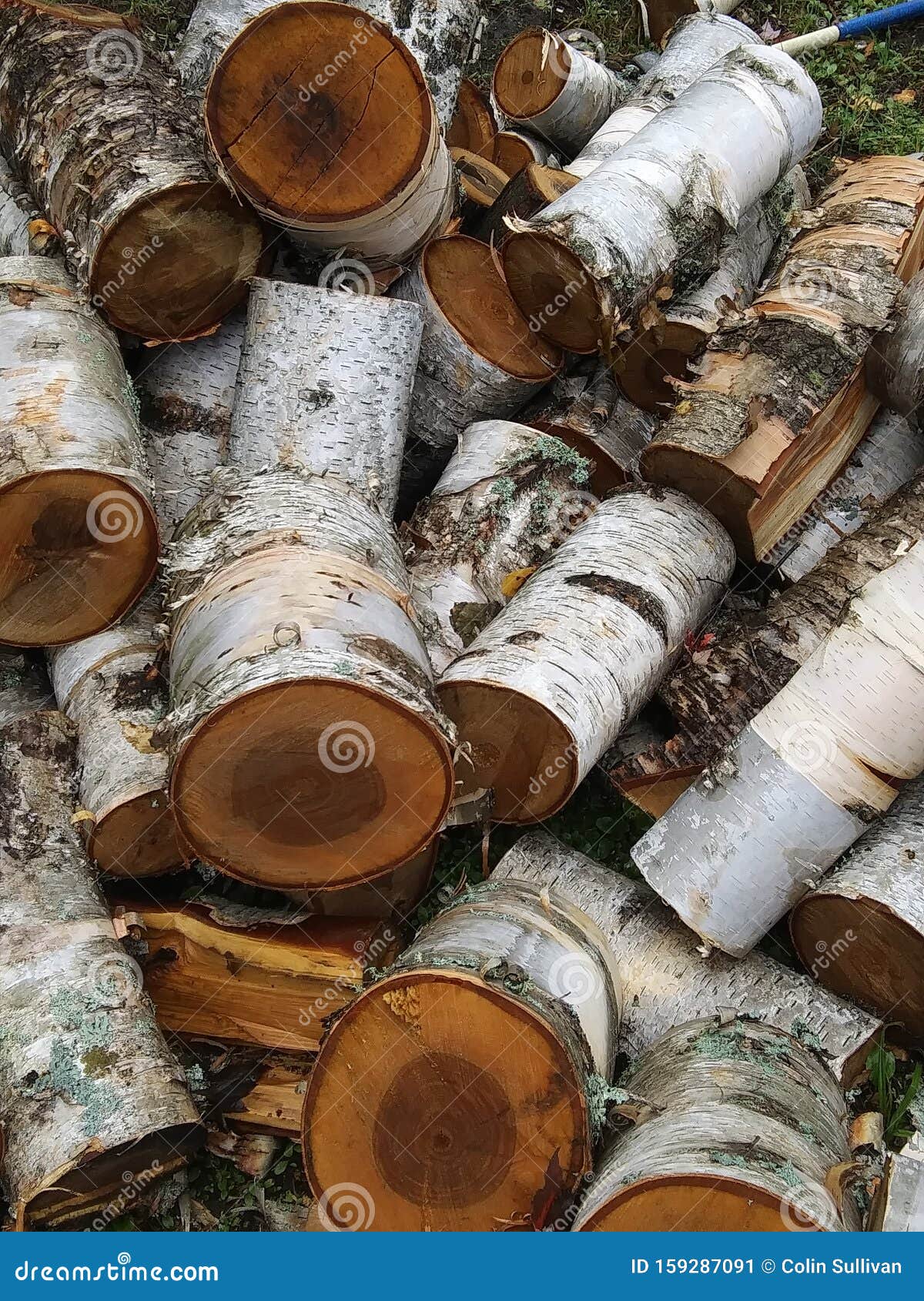 Pile of birch logs stock image. Image of logs, fire - 159287091